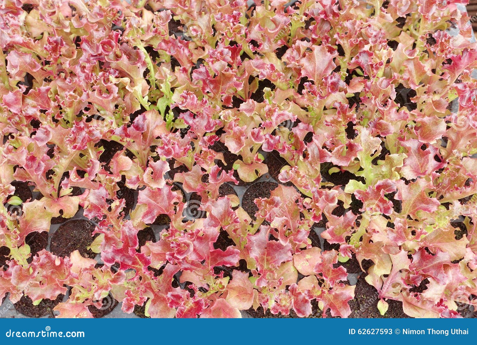 Color Picture of Seedlings in Pots Stock Image - Image of germinating ...
