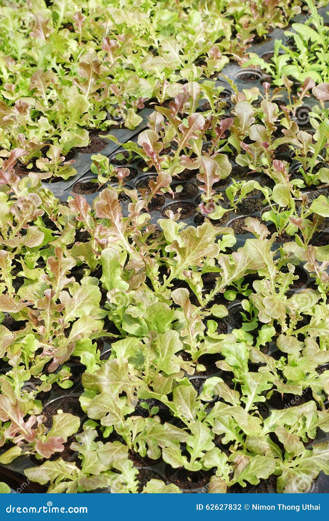 Color Picture of Seedlings in Pots Stock Photo - Image of natural ...