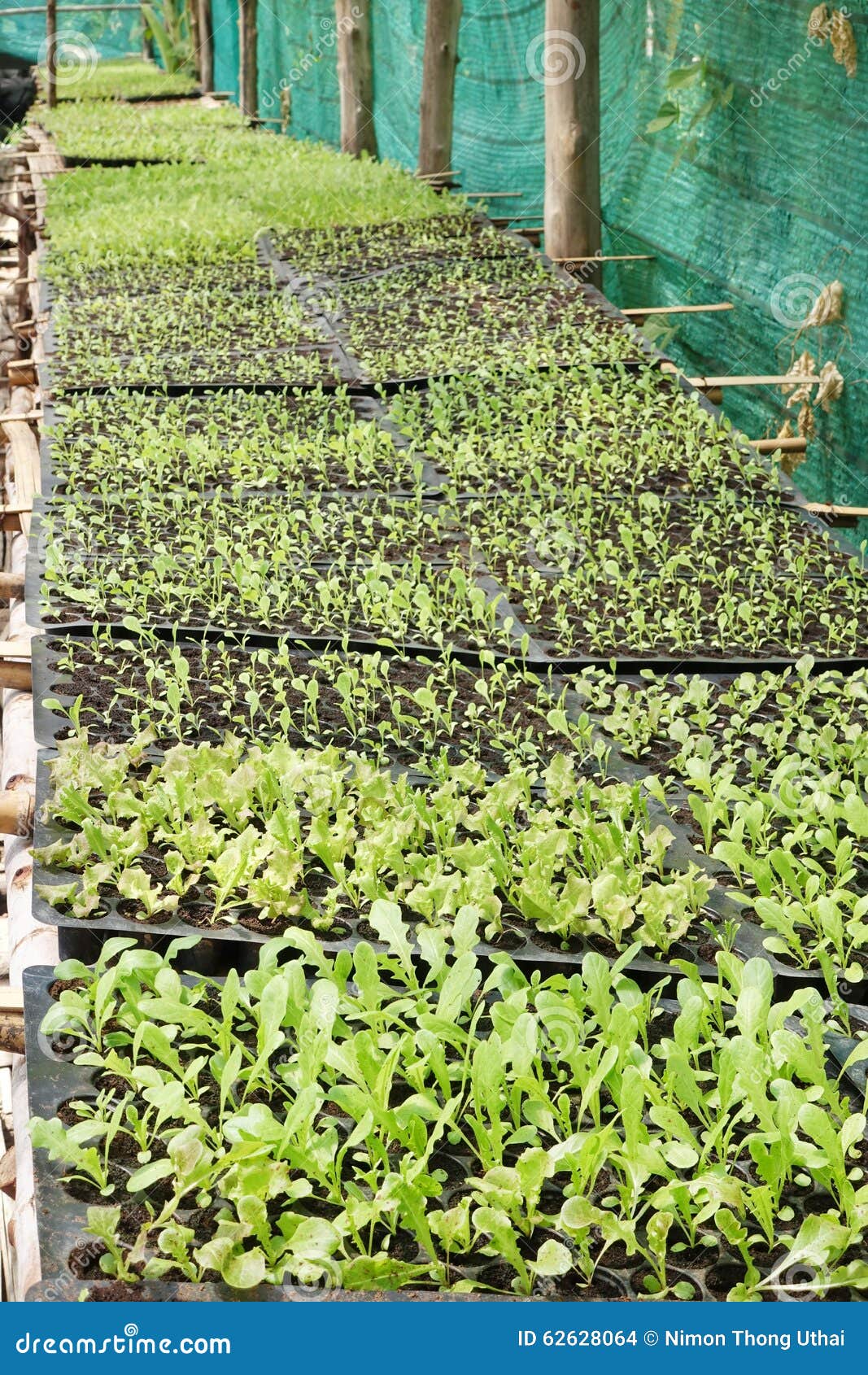 Color Picture of Seedlings in Pots Stock Photo - Image of botany ...