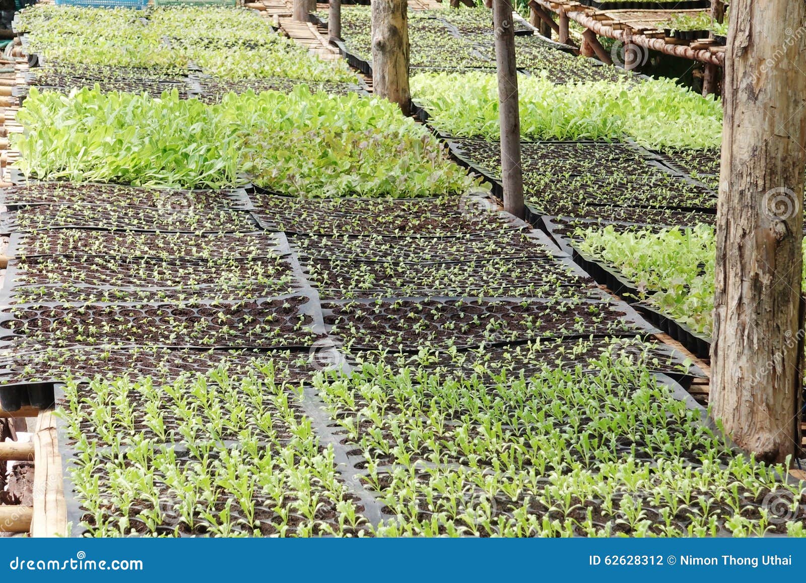 Color Picture of Seedlings in Pots Stock Photo - Image of botanical ...
