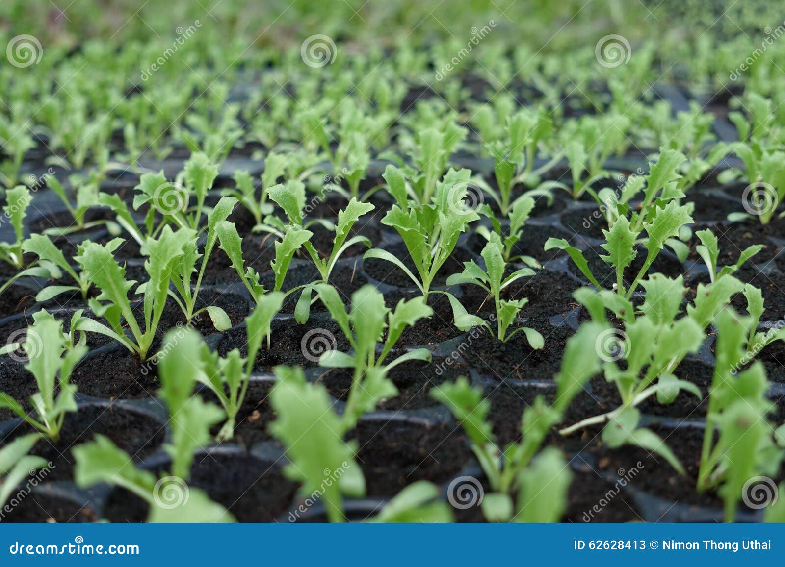 Color Picture of Seedlings in Pots Stock Image - Image of natural ...