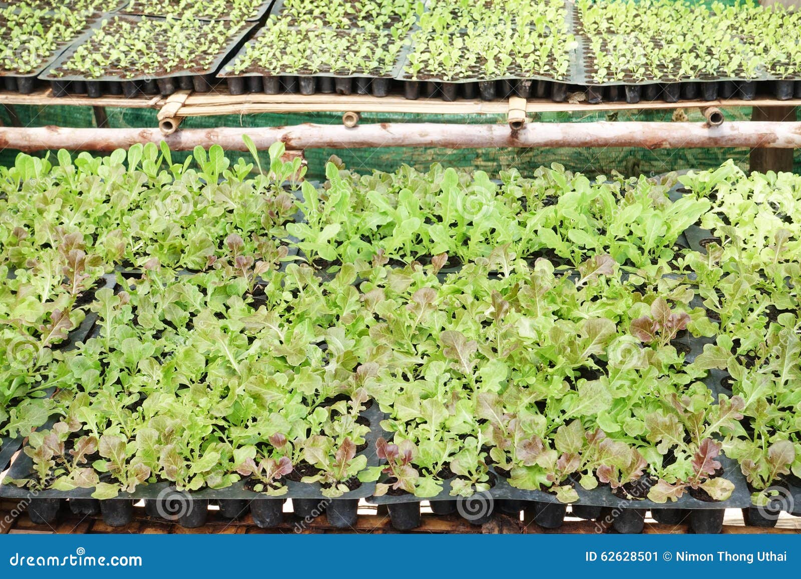 Color Picture of Seedlings in Pots Stock Image - Image of grow ...