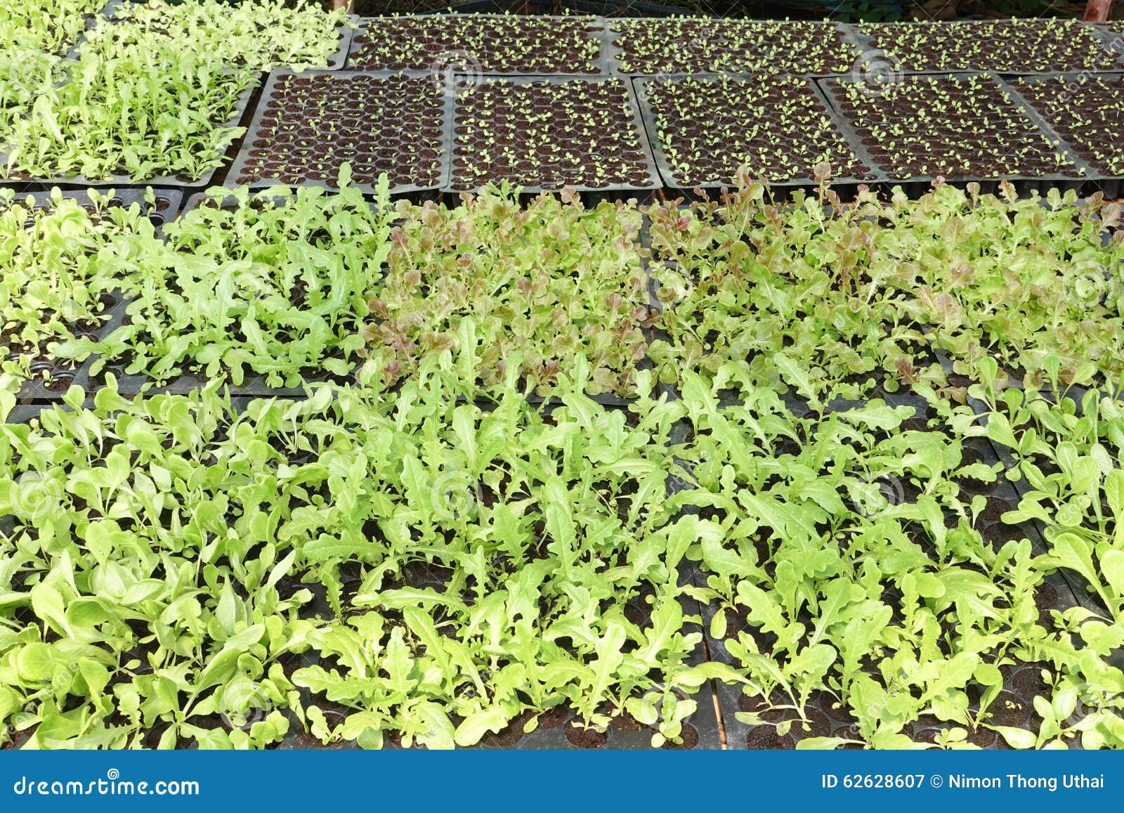 Color Picture of Seedlings in Pots Stock Image - Image of leaf, flora ...