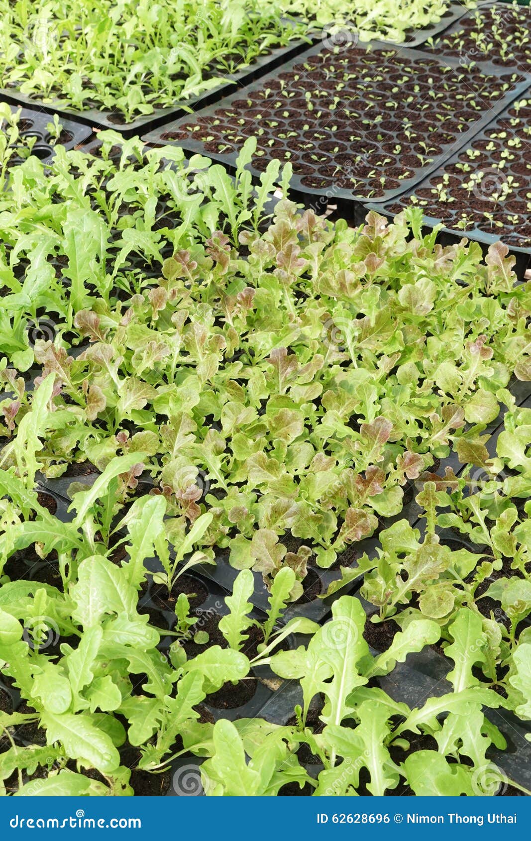 Color Picture of Seedlings in Pots Stock Photo - Image of cultivate ...