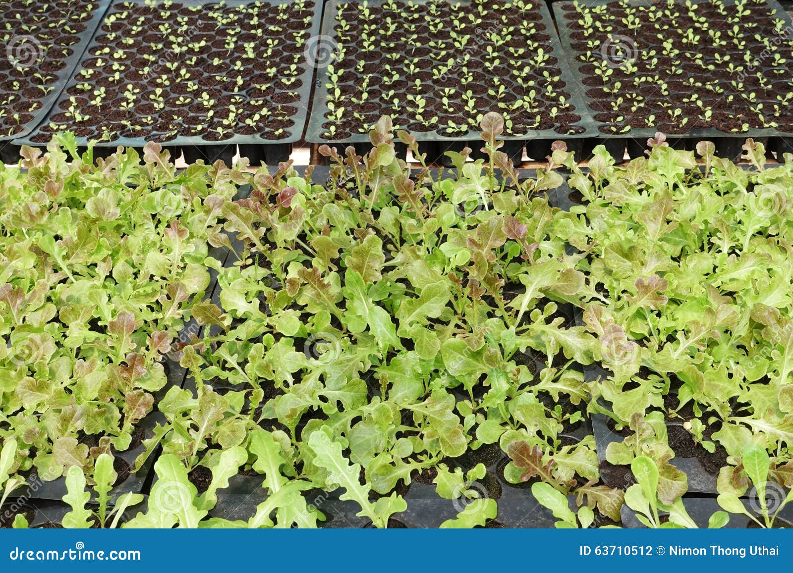 Color Picture of Seedlings in Pots Stock Photo - Image of flowerpot ...