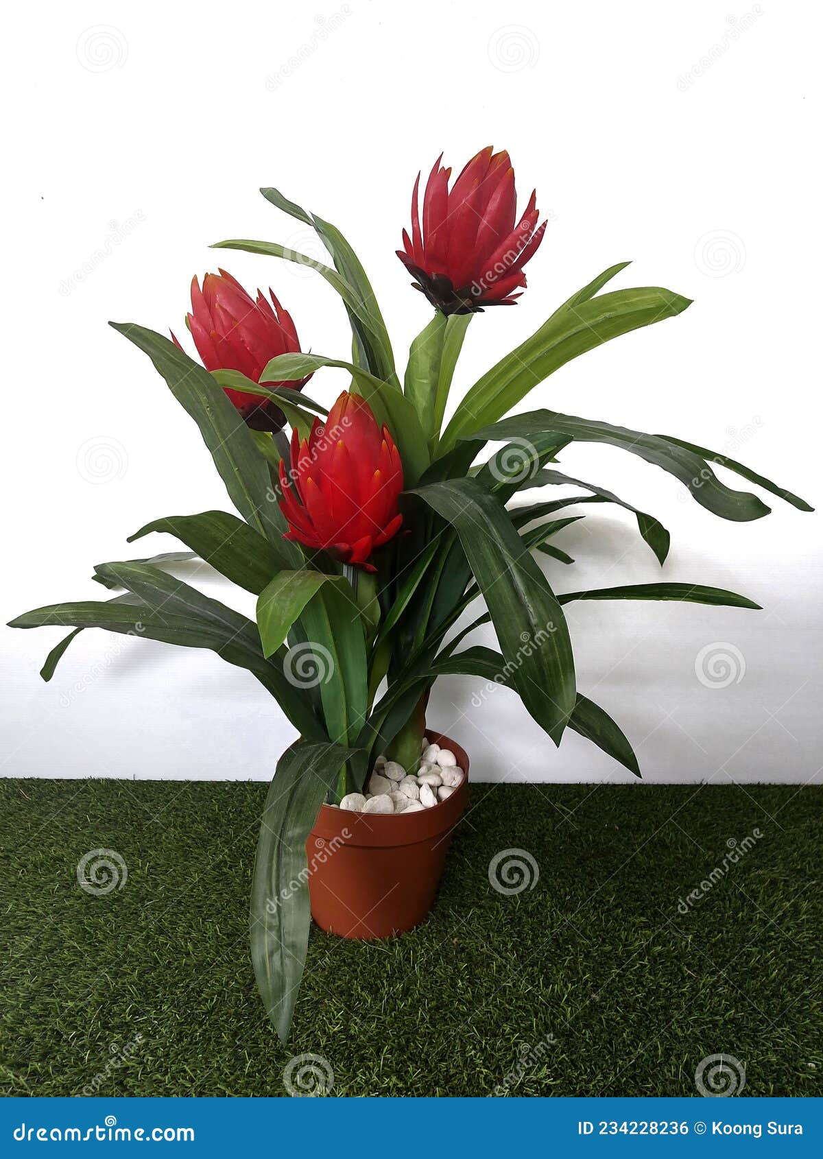 The Pineapple Tree Is Bearing Fruit In On Nature Background Royalty ...