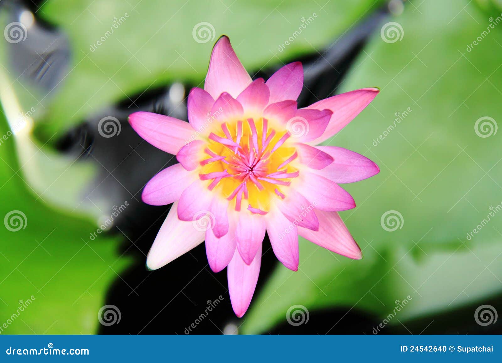 Color Pink Lotus stock photo. Image of green, flower - 24542640