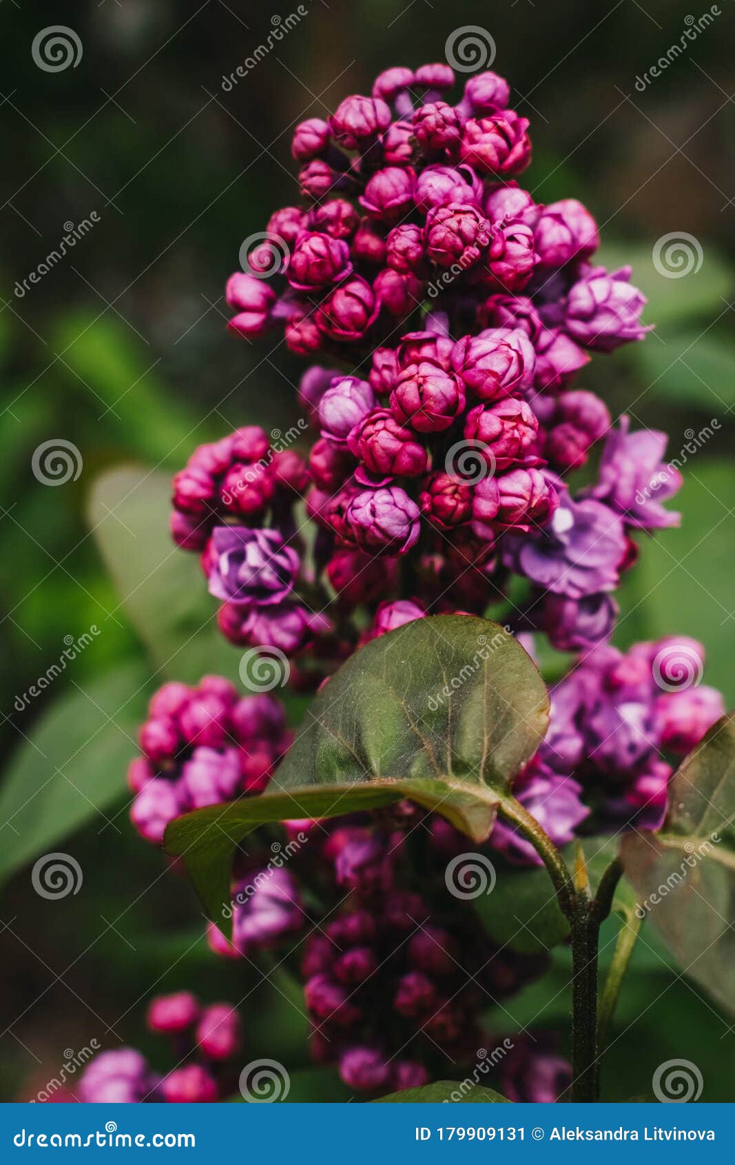 The Color of these Plants is Bewitching Stock Image - Image of herb ...