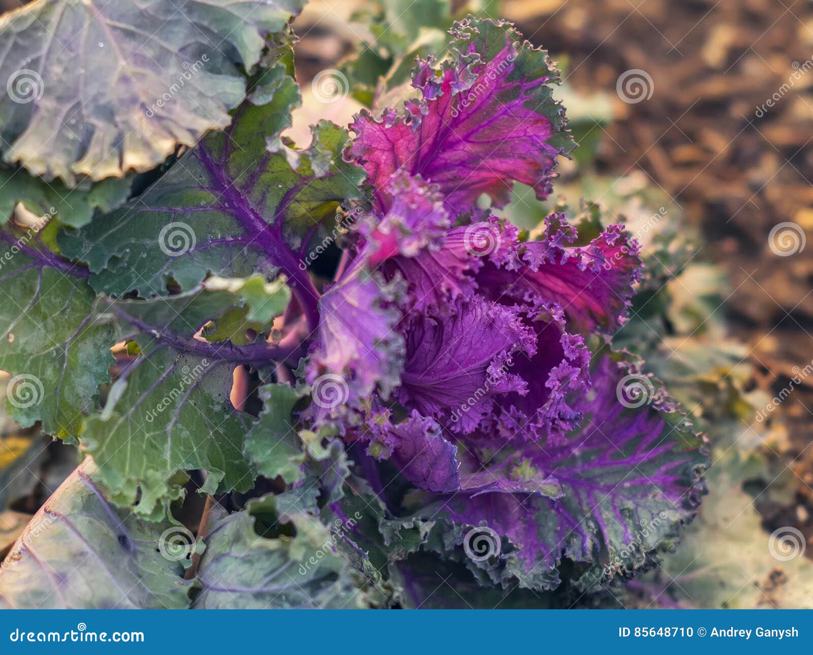 Color Purple Cabbage Growing in the Ground Stock Photo - Image of ...
