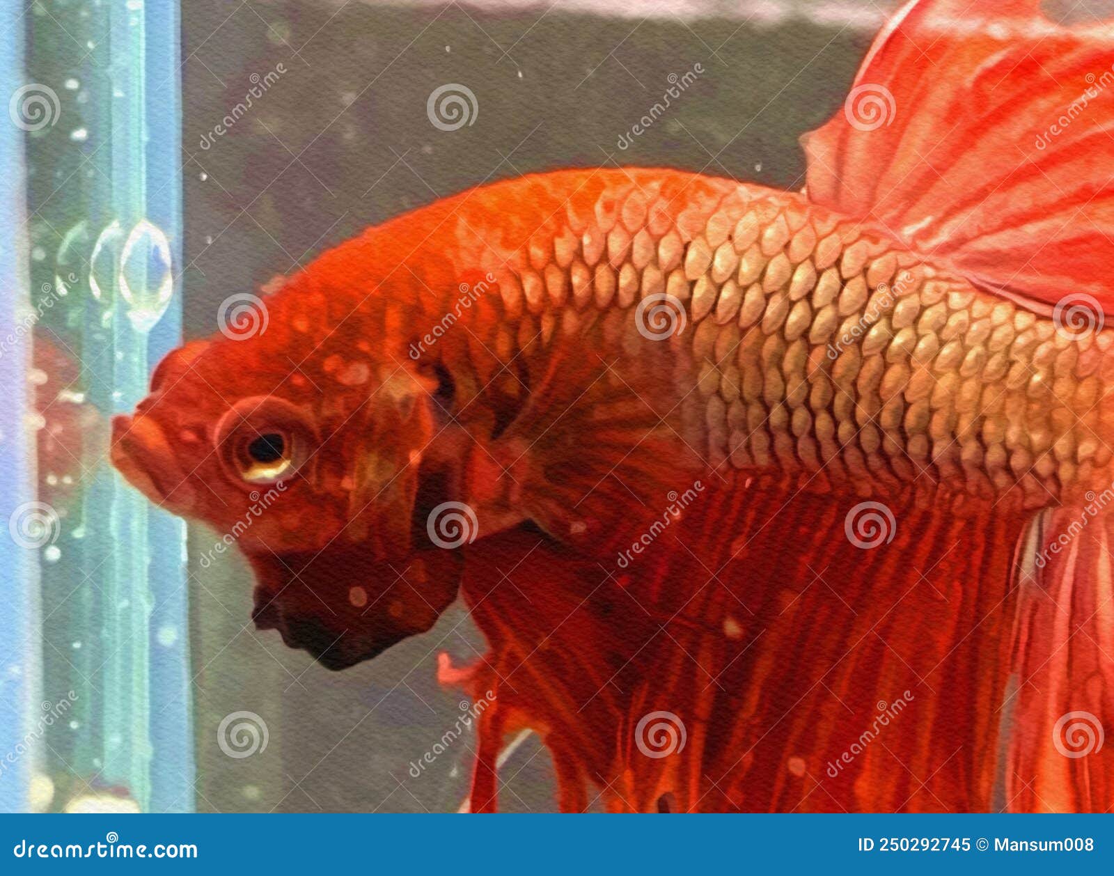 Color of red betta fish stock image. Image of background - 250292745