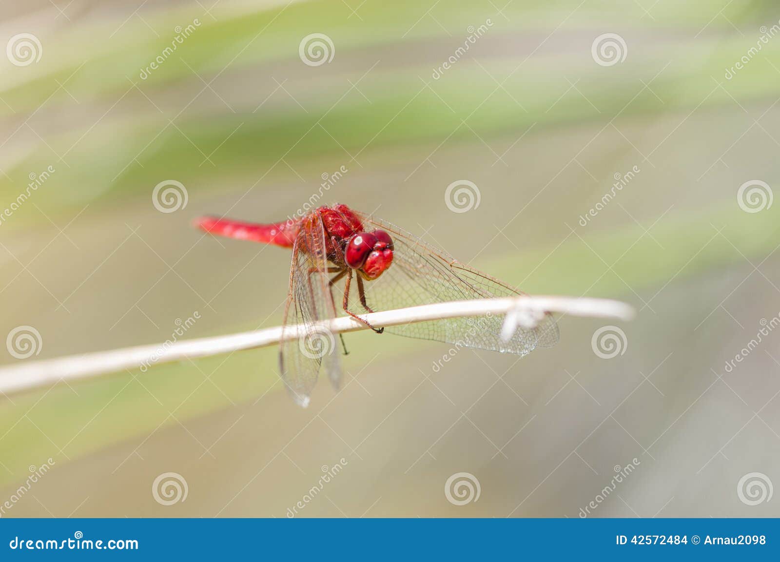 Color red dragonfly stock photo. Image of dragonfly, animals - 42572484