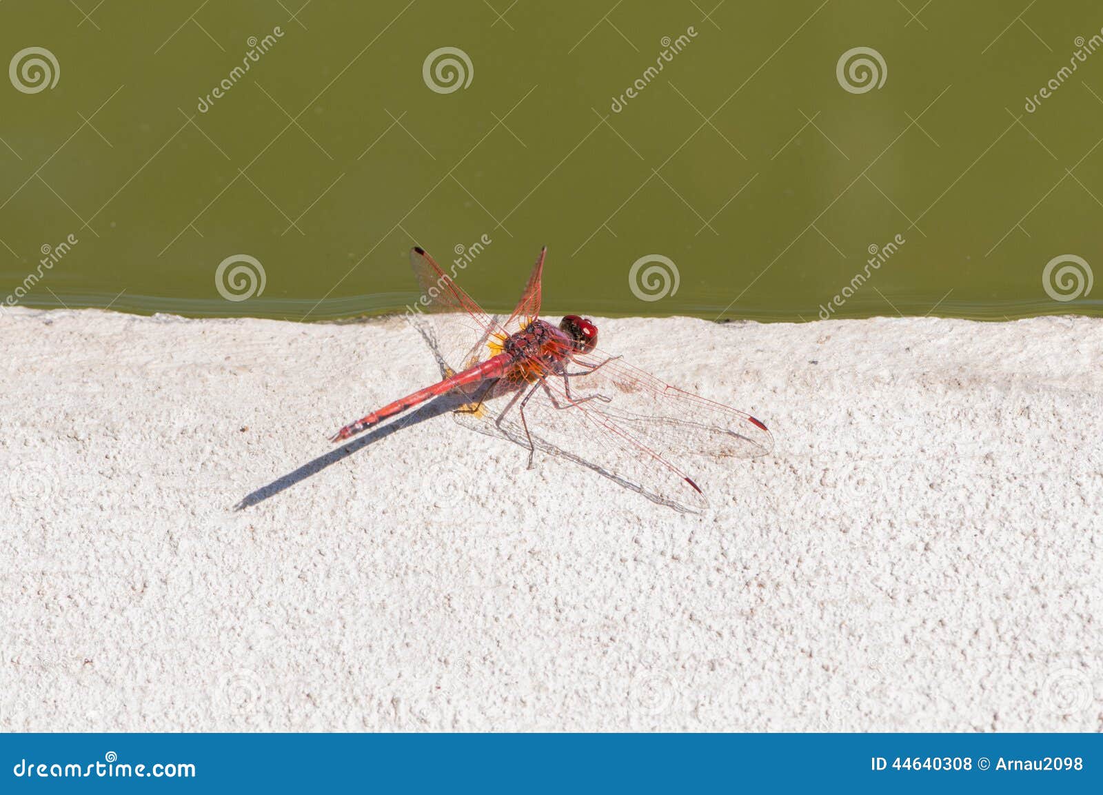 Color red dragonfly stock photo. Image of anisoptera - 44640308