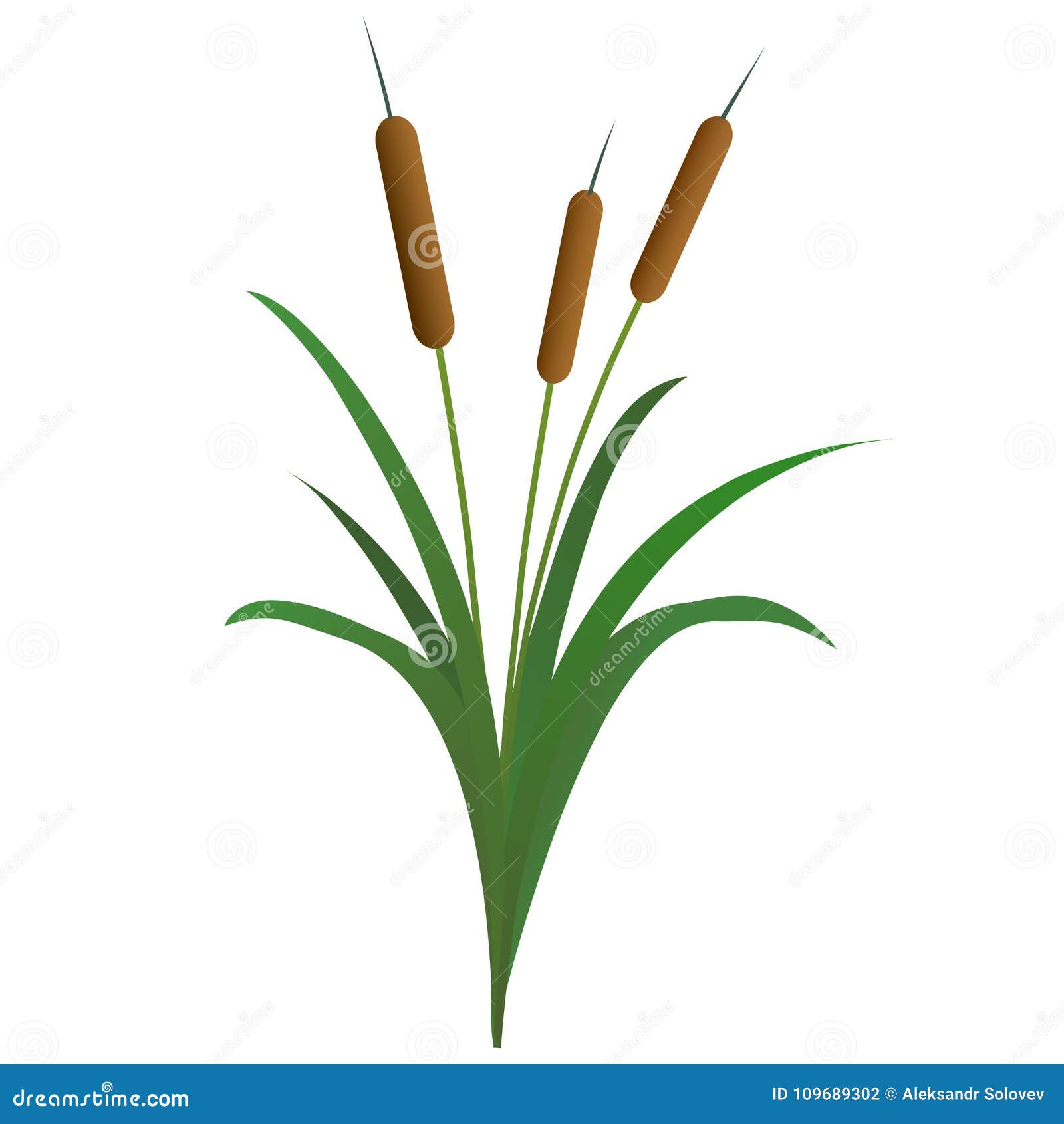 Color reed isolated stock vector. Illustration of reed - 109689302