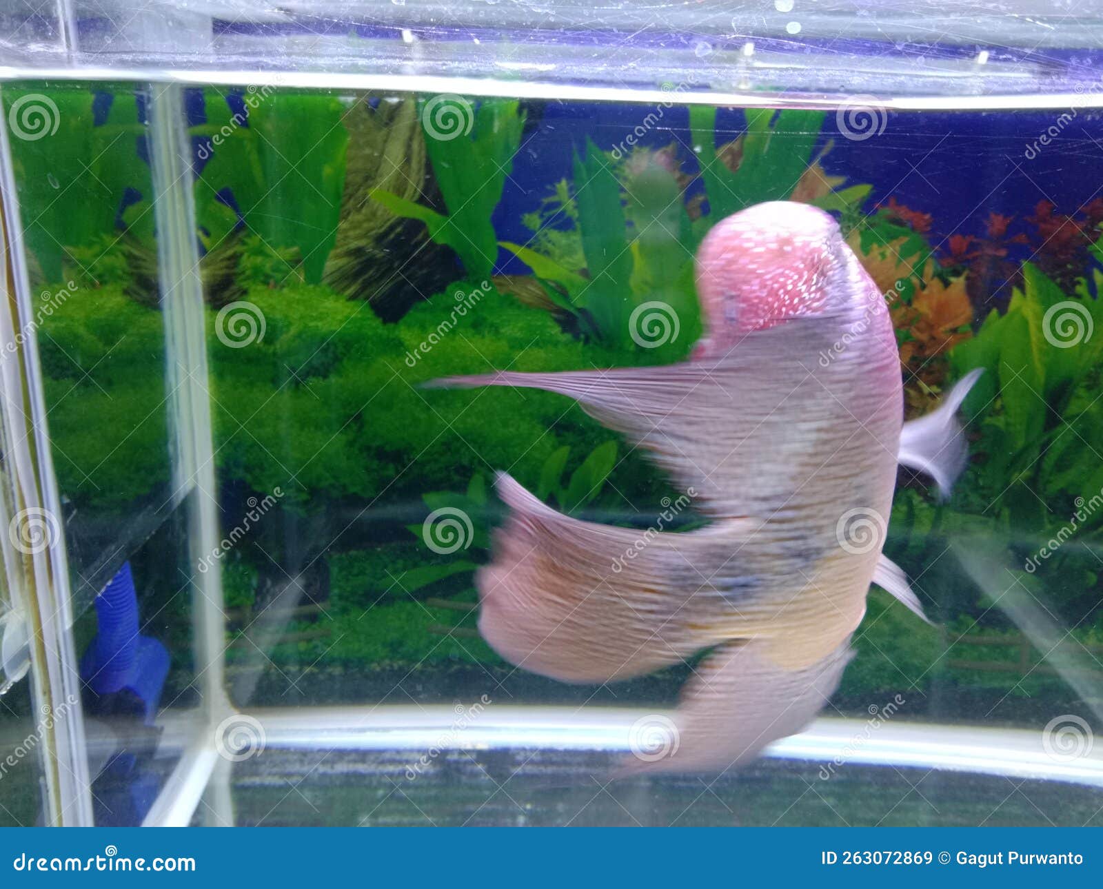 Color Rojo Bailando Pescado Imagen de archivo - Imagen de verde ...