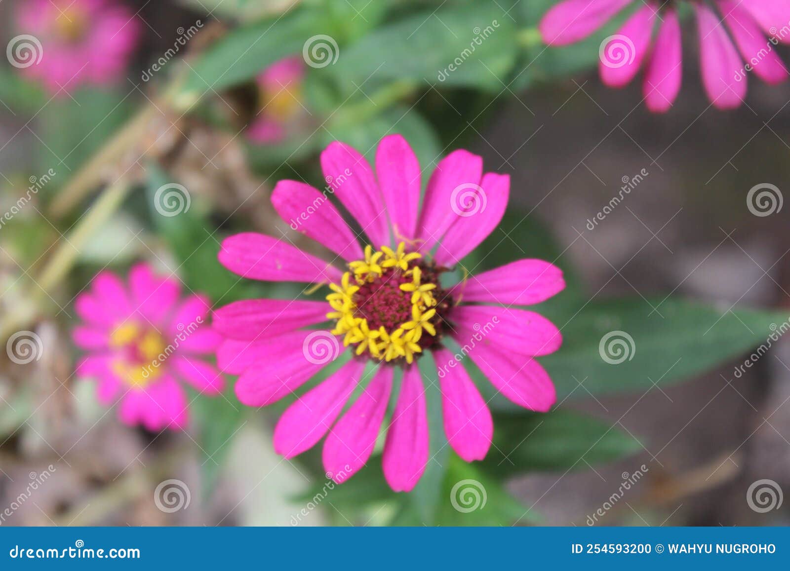Color Rosa De La Flor De Zinnia Peruana Foto de archivo - Imagen de ...