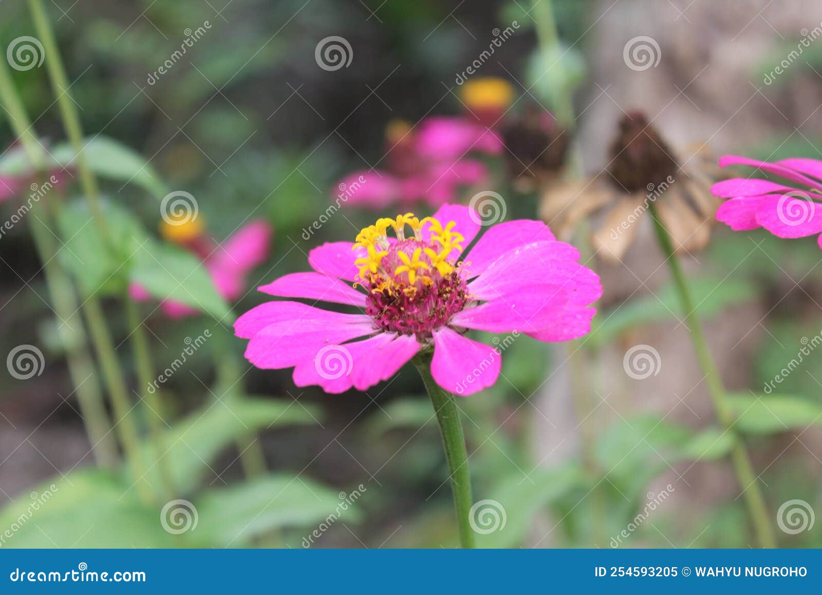 Color Rosa De La Flor De Zinnia Peruana Imagen de archivo - Imagen de ...
