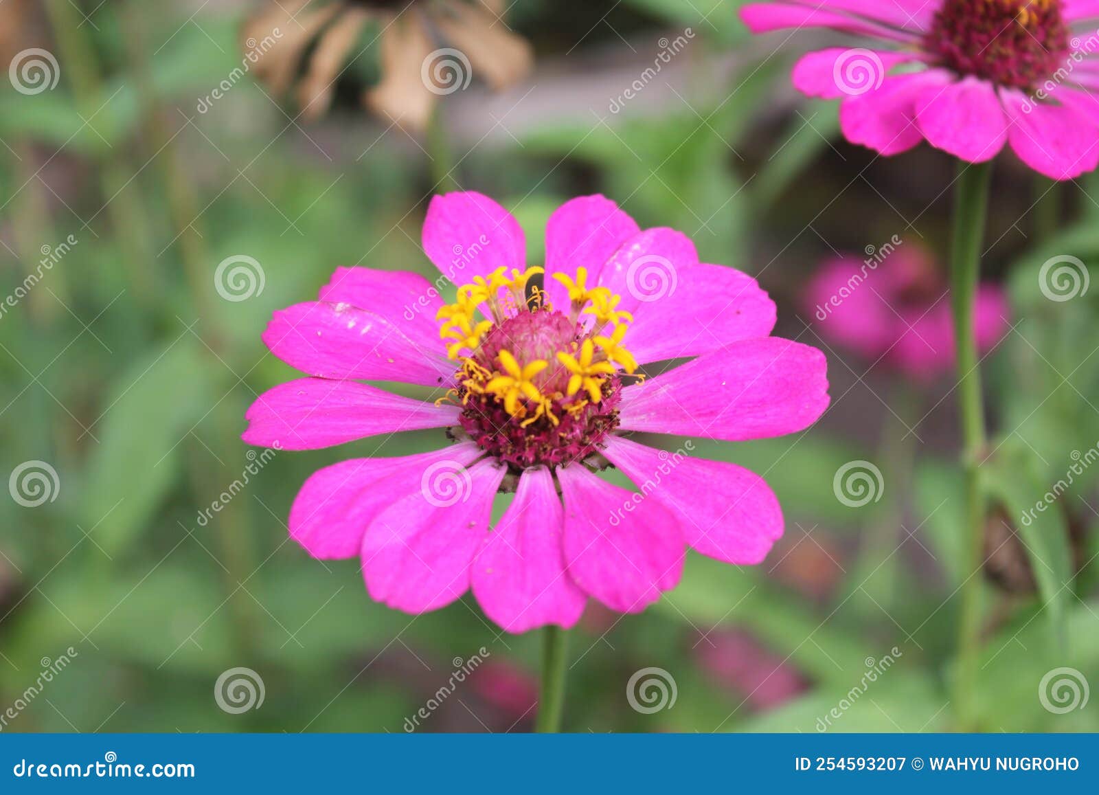 Color Rosa De La Flor De Zinnia Peruana Imagen de archivo - Imagen de ...