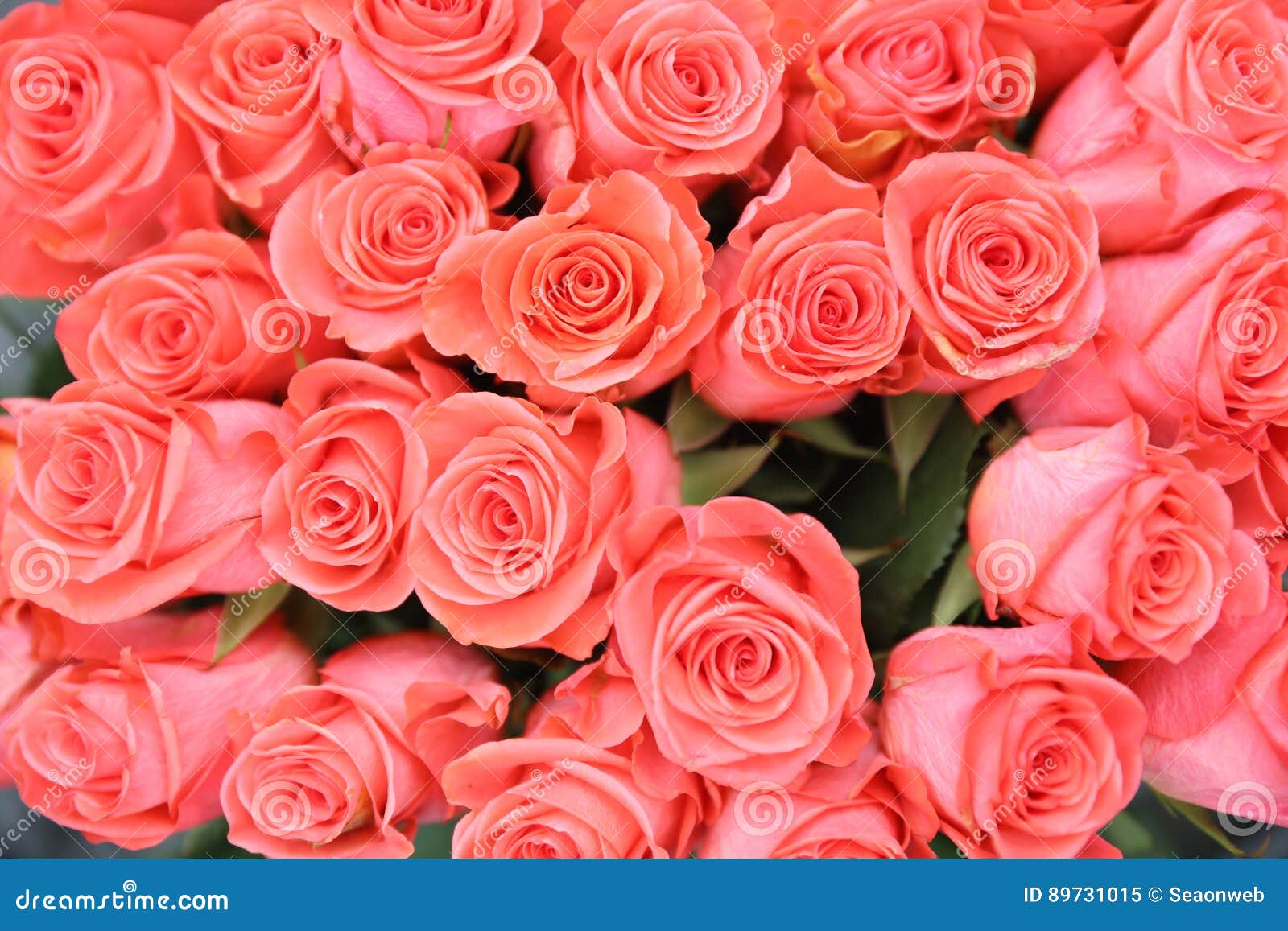 Color Roses Back Ground at the Garden Stock Image - Image of pink ...