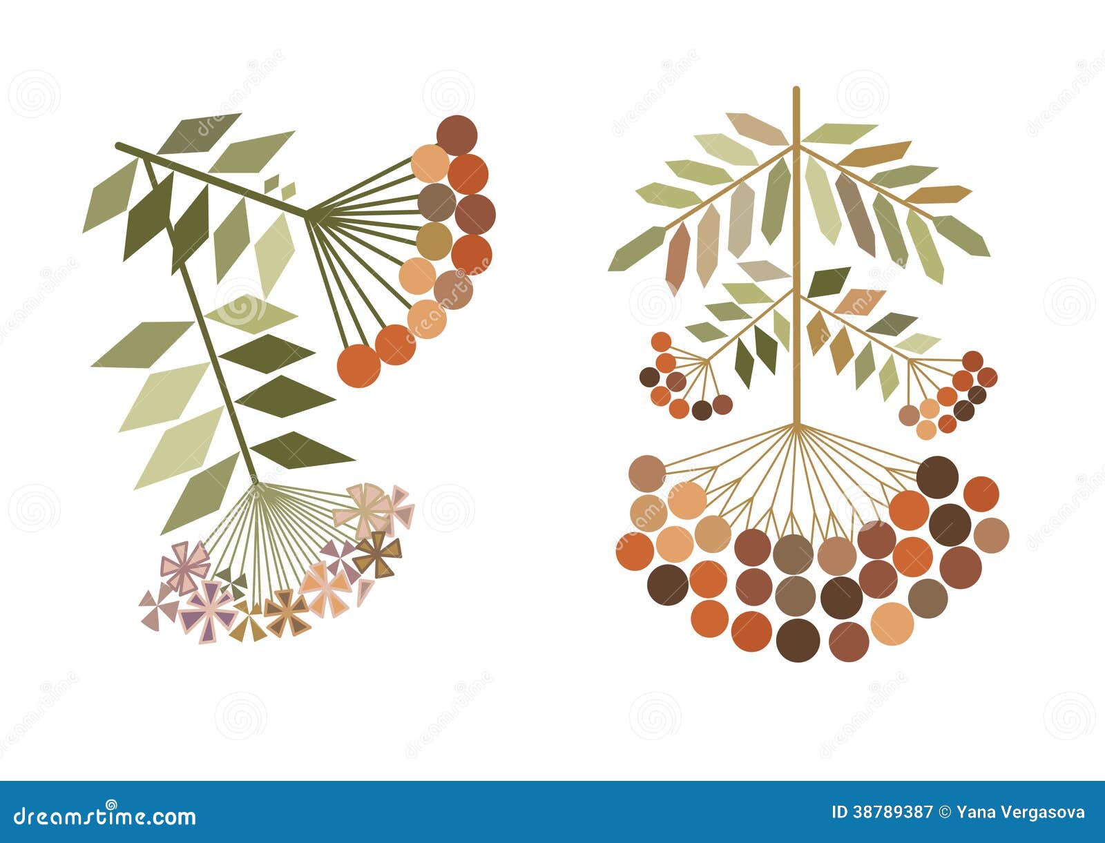 Color Rowan Branches Stylization Stock Vector - Illustration of ...