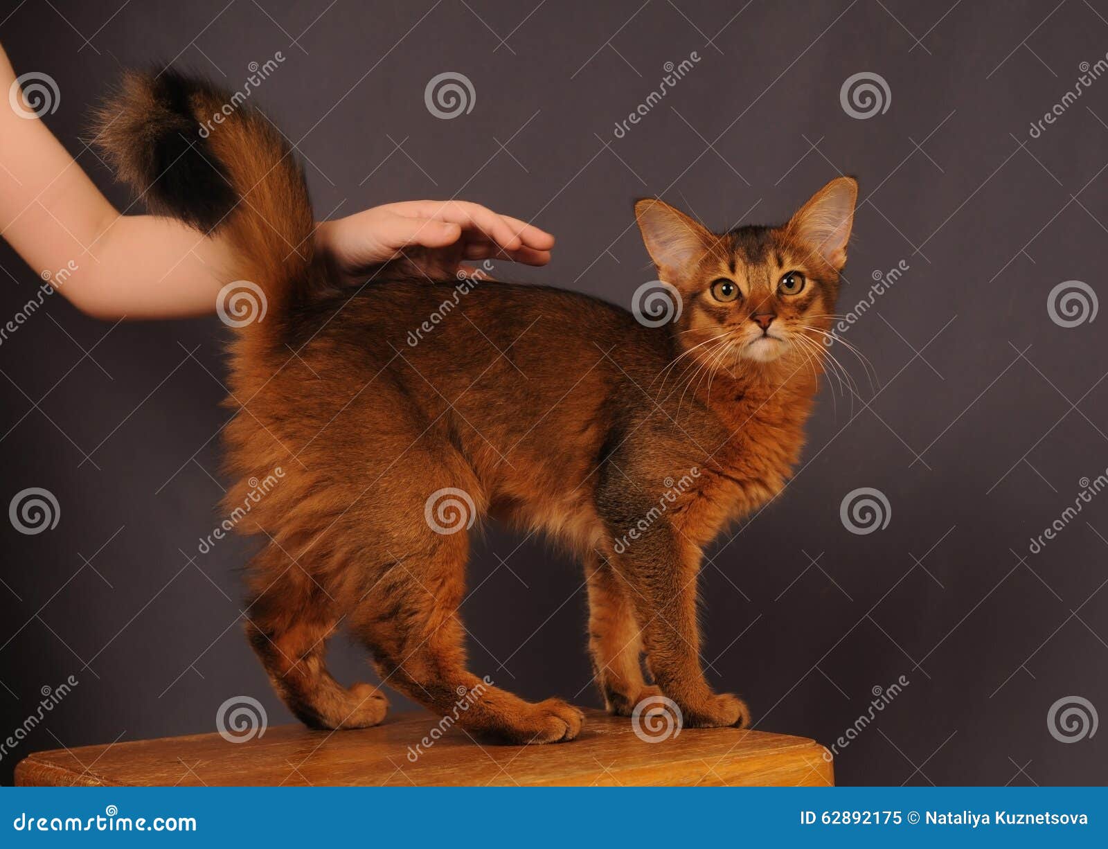 Color Rubicundo Del Gatito Somalí Imagen de archivo - Imagen de mullido ...