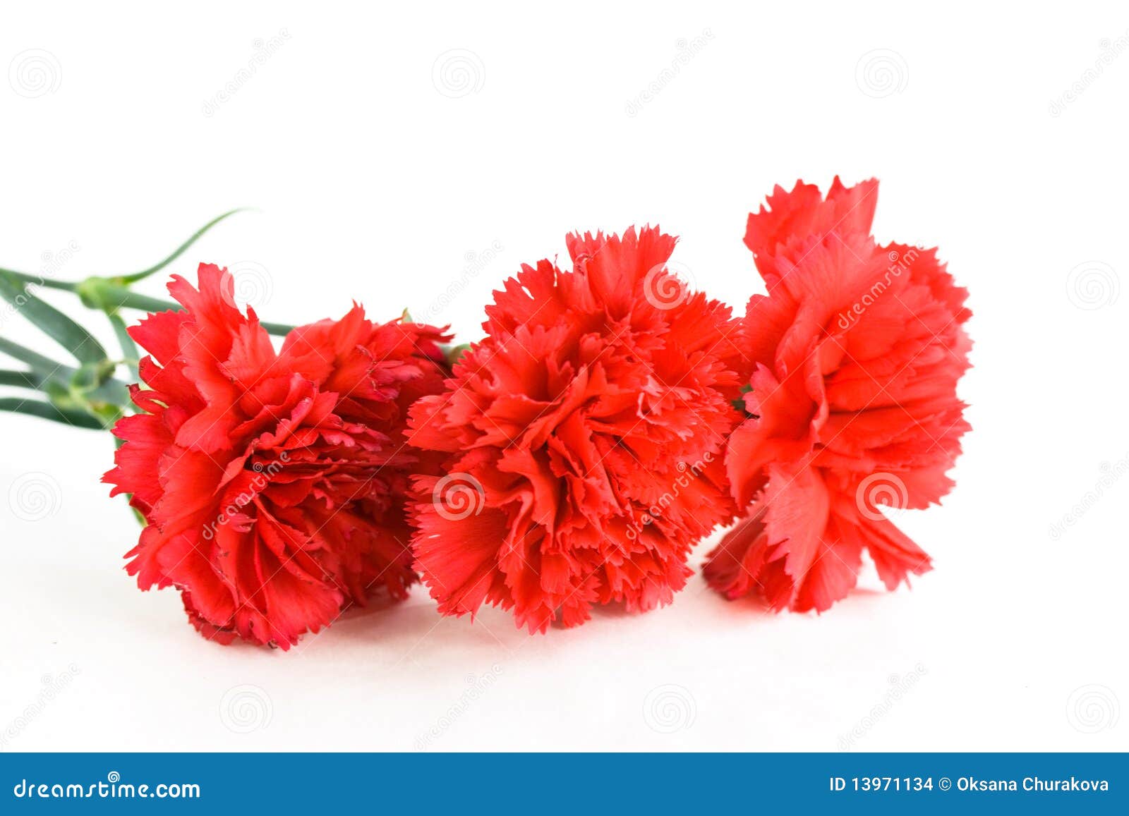 Color Scarlatto Dei Garofani Tre Fotografia Stock - Immagine di rosa ...