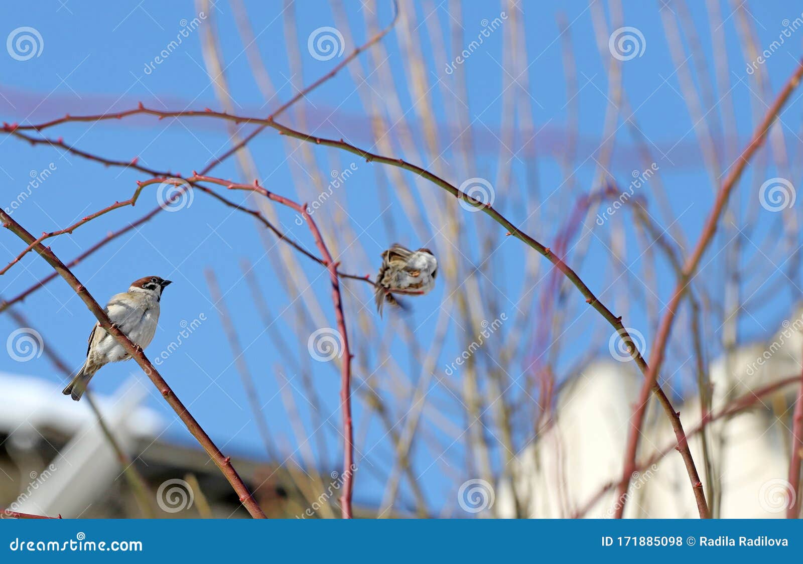 Color Scene with Sparrows Flying on a Blue Sky Background Stock Photo ...