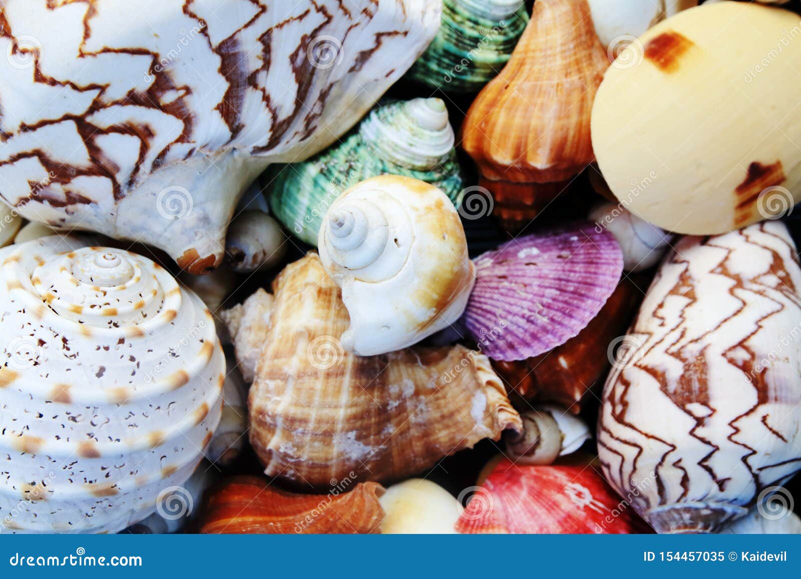 Color sea shell stock image. Image of nature, color - 154457035