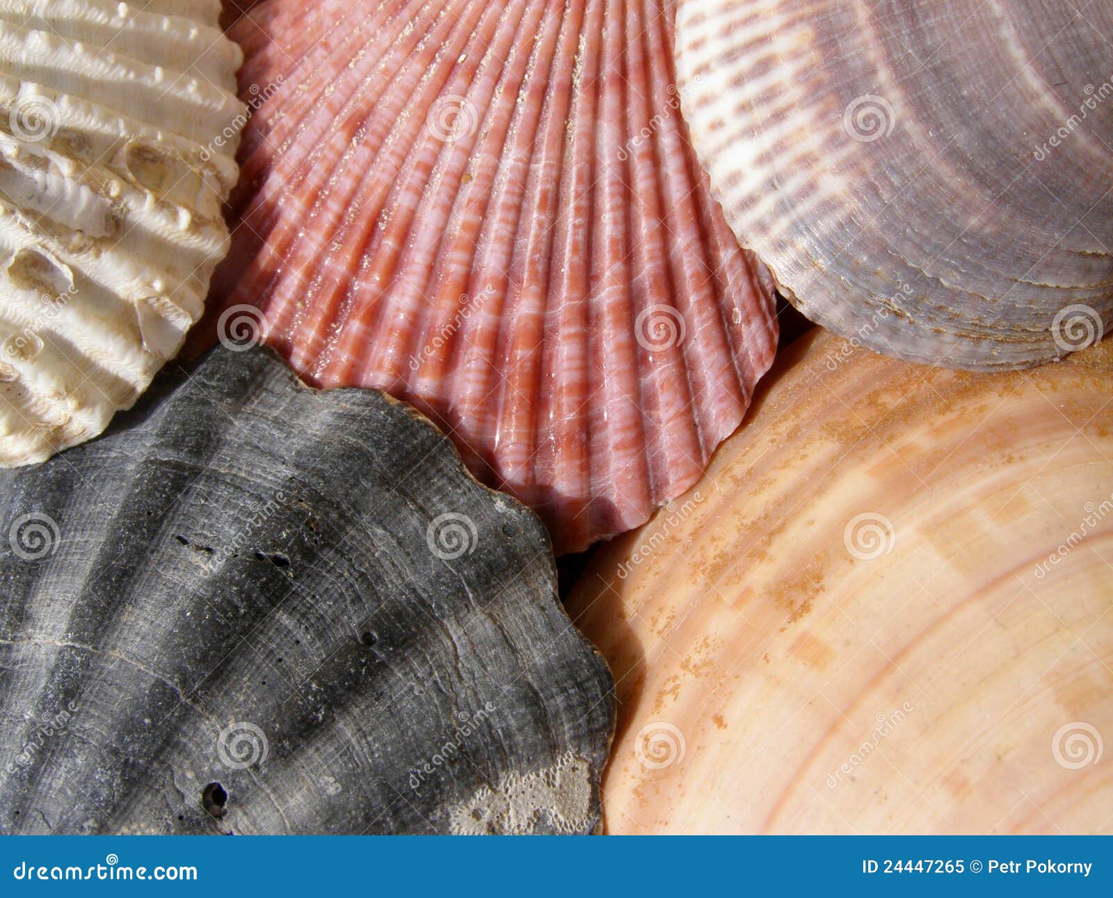 Color sea shells stock image. Image of contrast, crazy - 24447265