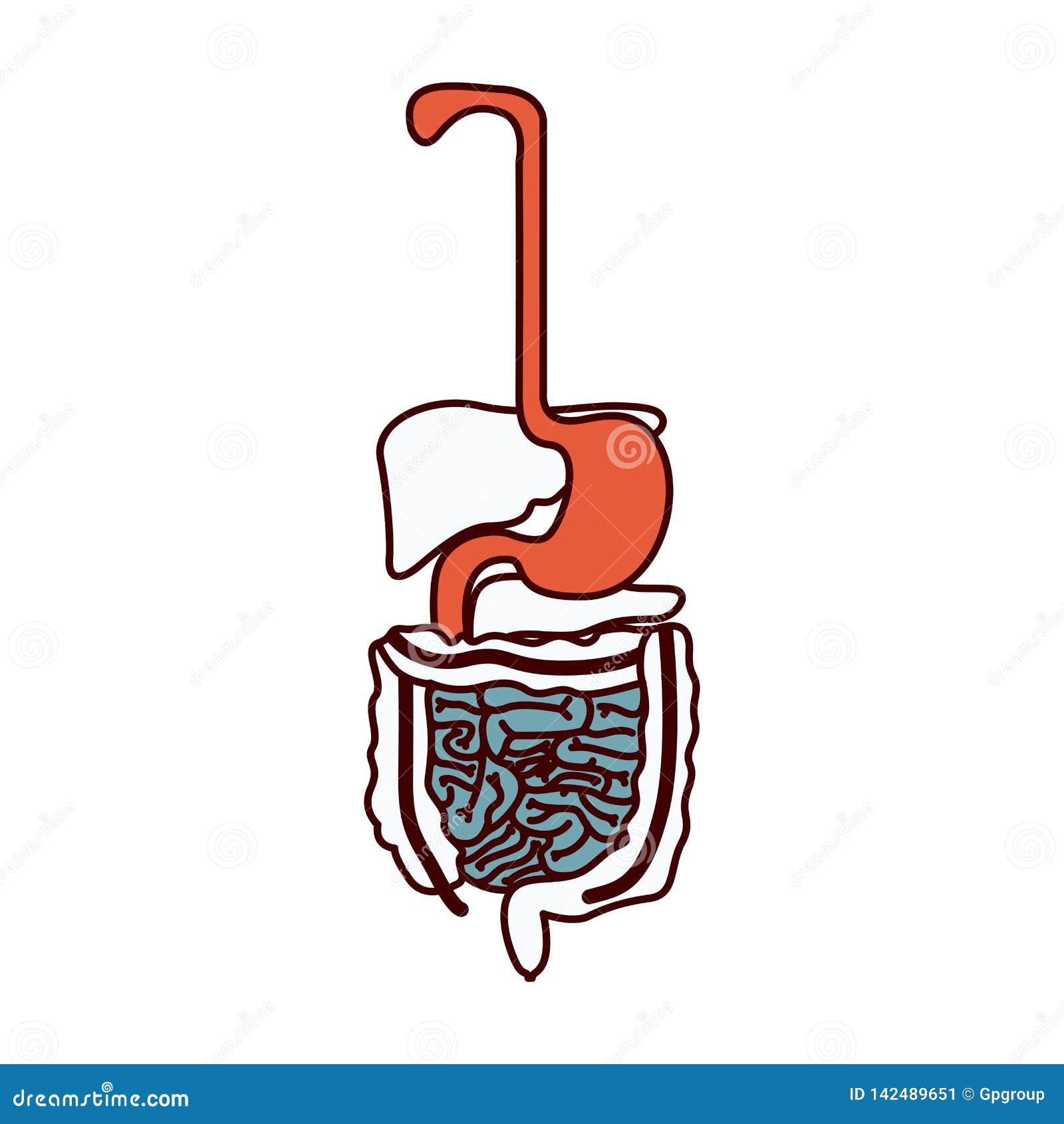 Color Sections Silhouette Human Digestive System Stock Vector ...