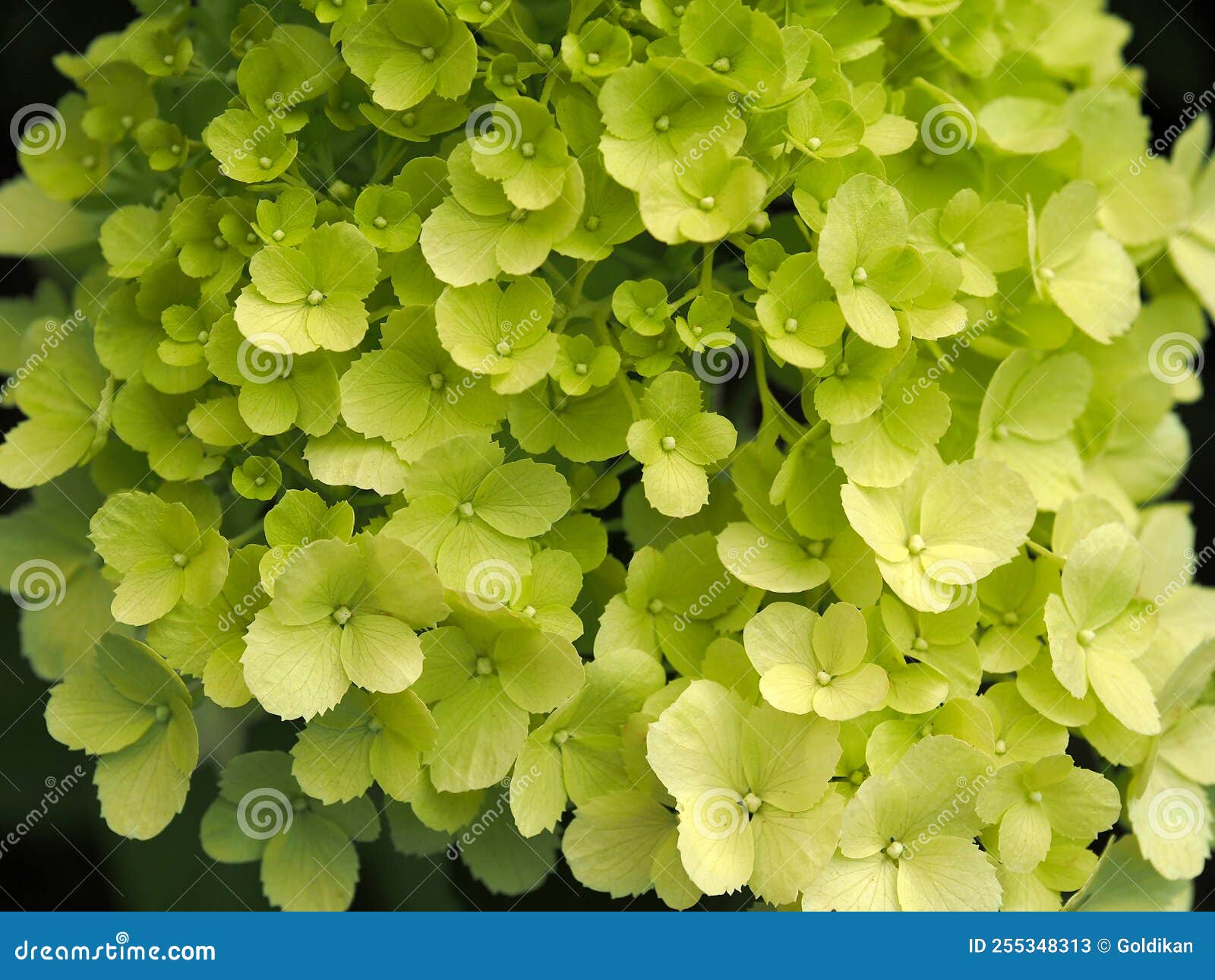 Color and Shape of the Petals of the Hydrangea Stock Image - Image of ...