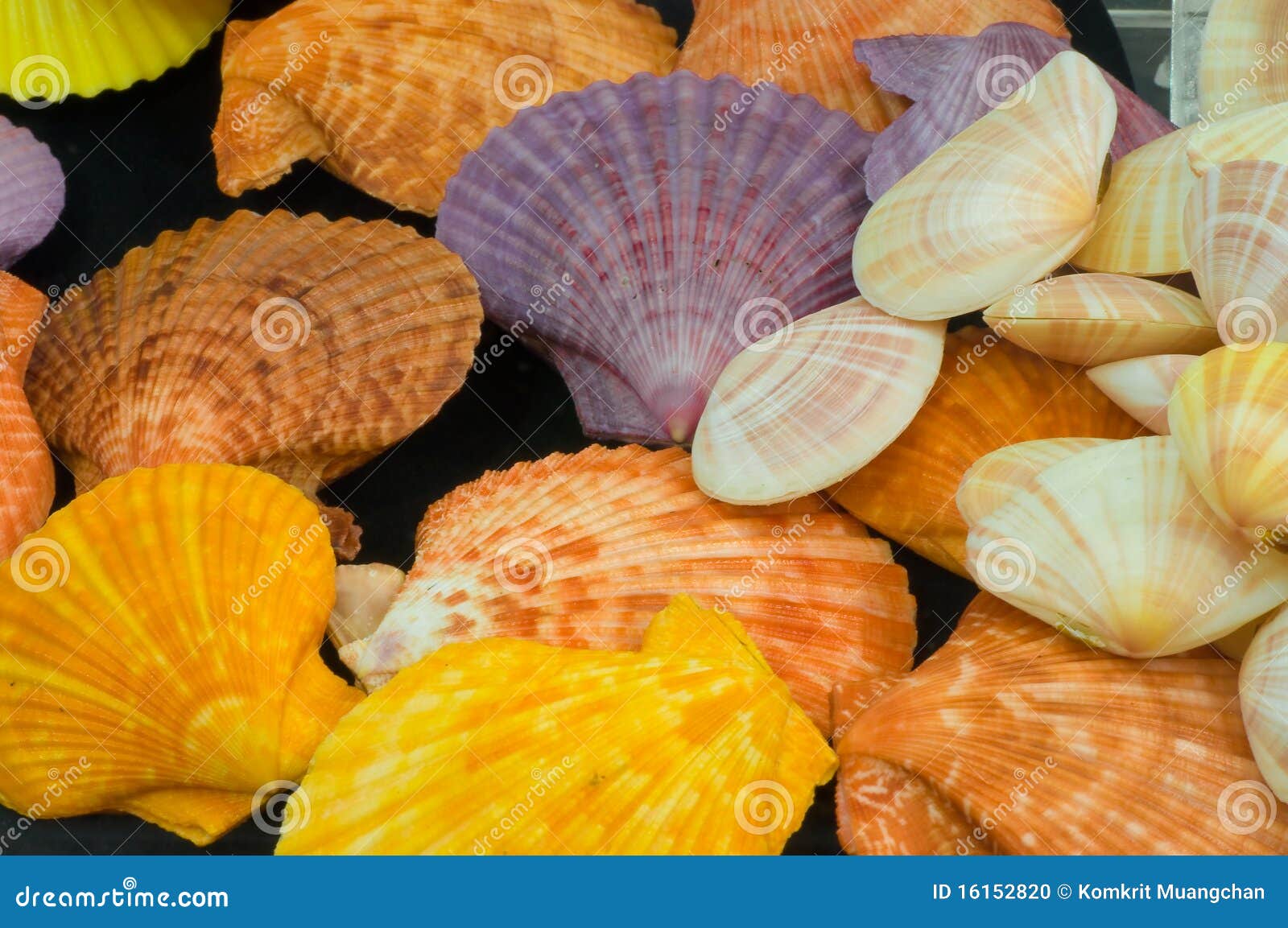 Color shellfish stock photo. Image of gift, greeting - 16152820