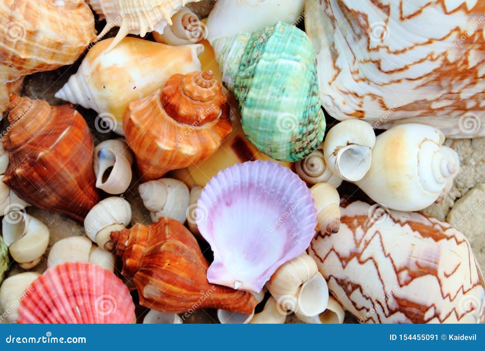 Pile of color shells stock image. Image of seashell - 154455091