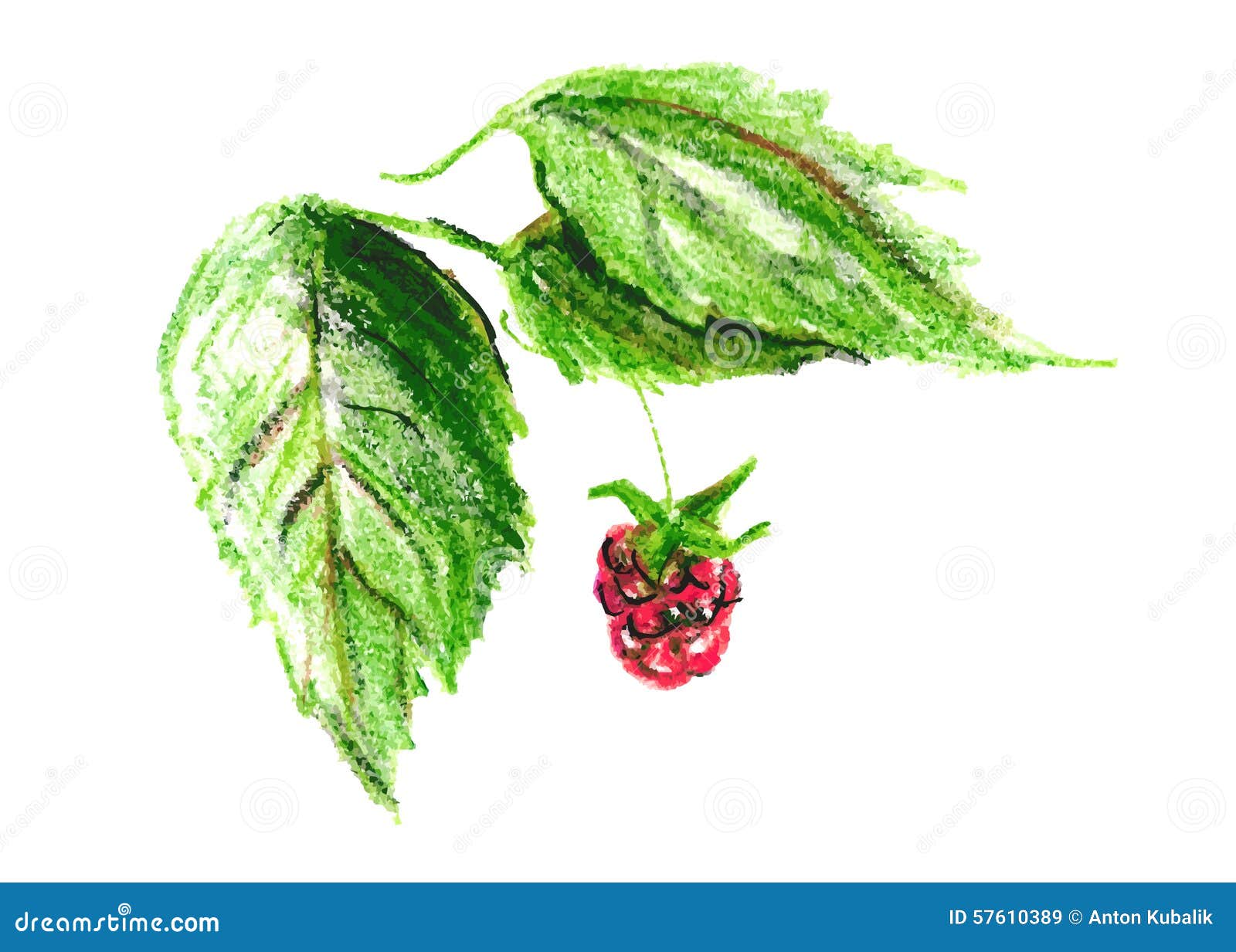 Color sketch raspberry stock vector. Illustration of health - 57610389