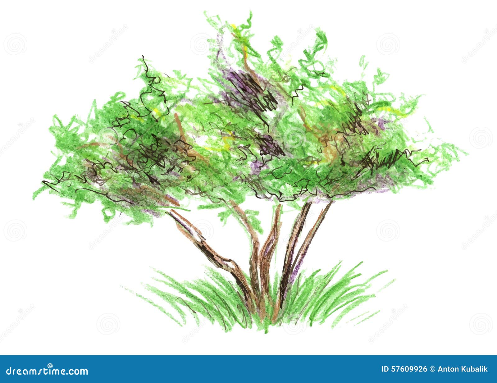 Color sketch tree stock vector. Illustration of plant - 57609926