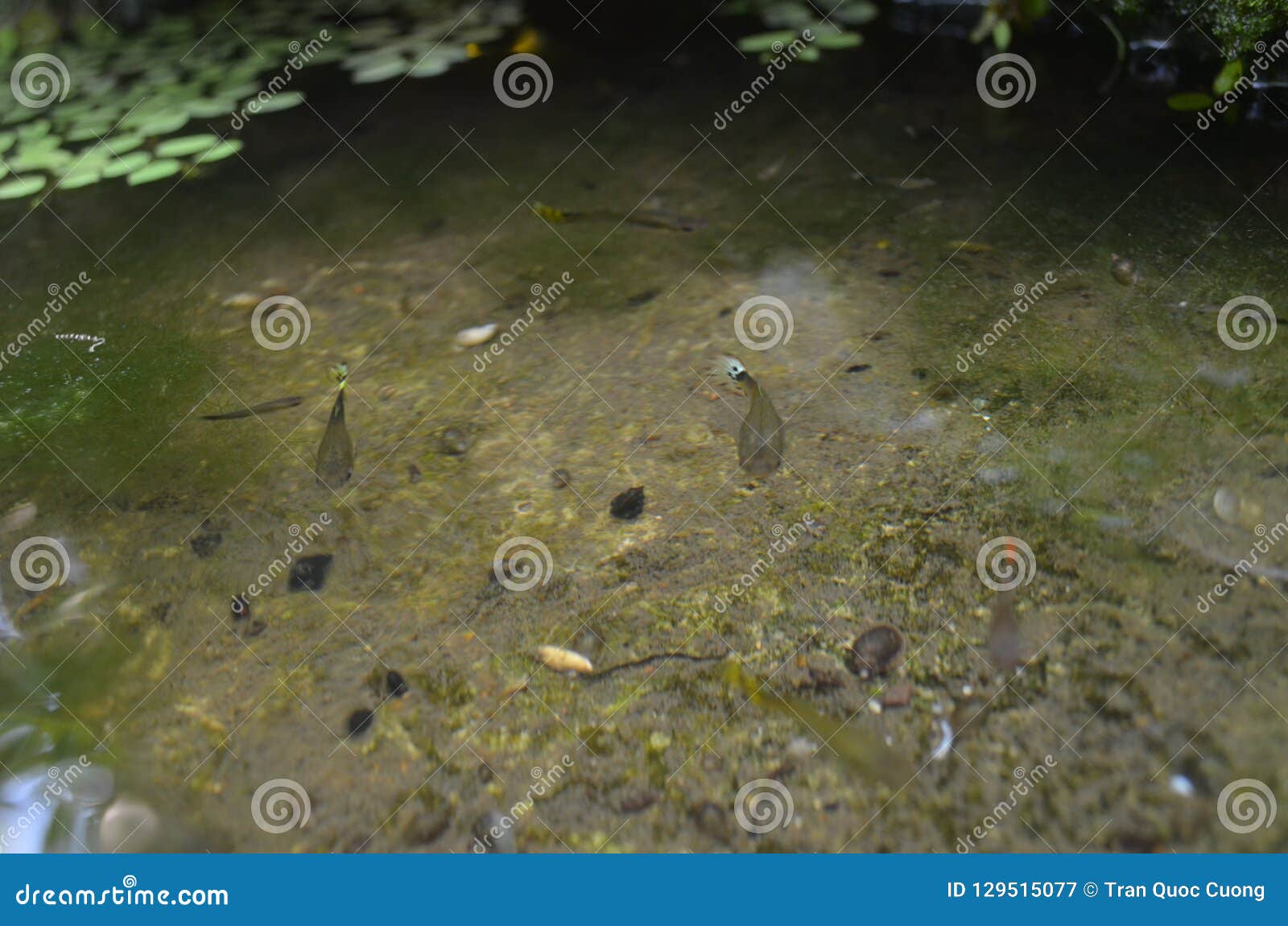 The Color Small Fish in the Pot Stock Image - Image of moonlight, trang ...