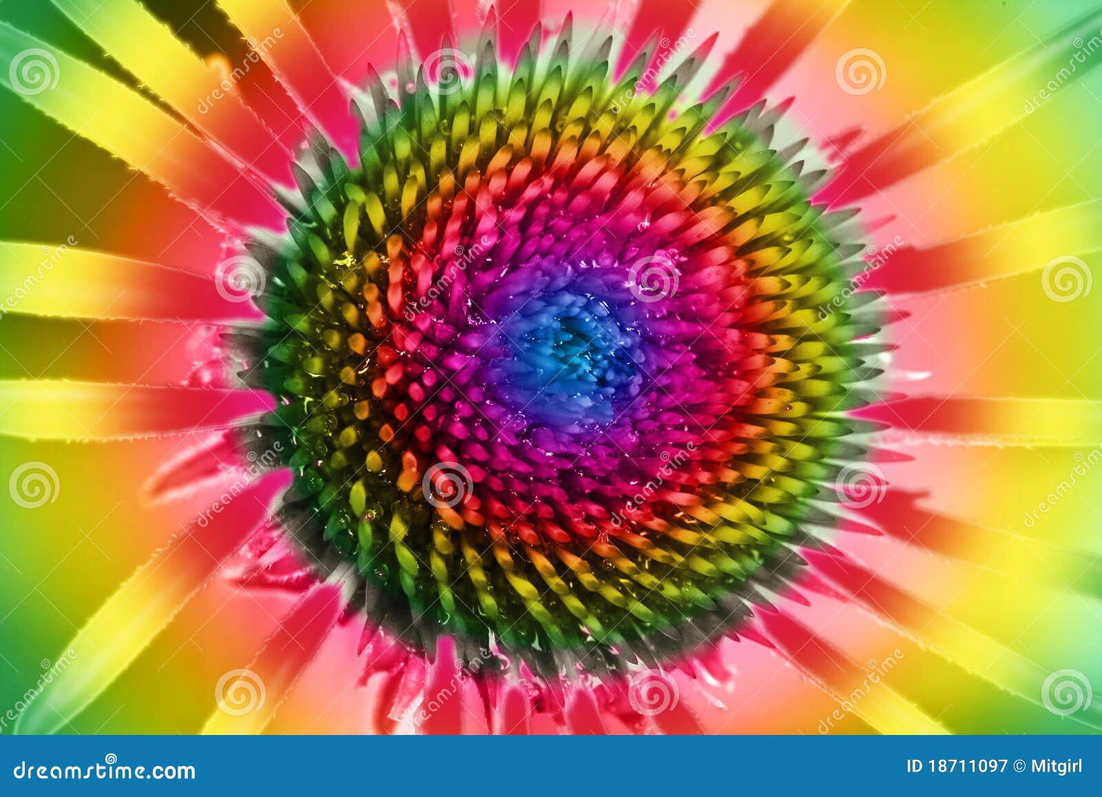 Color Spectrum on a Rudbeckia Flower Stock Image - Image of background ...