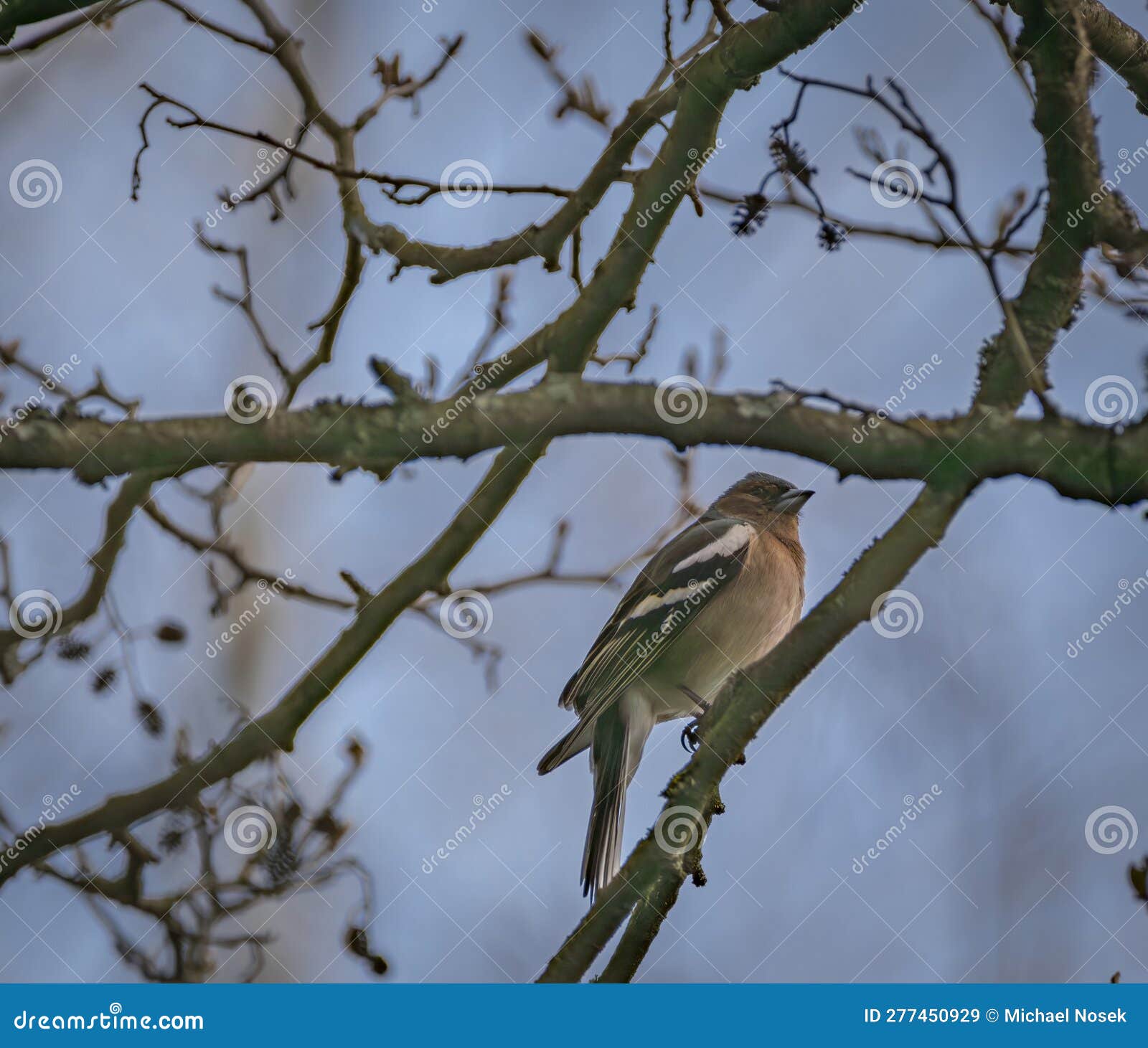 Color Spring Bird on Tree without Leafs in Sunny Blue Morning Stock ...