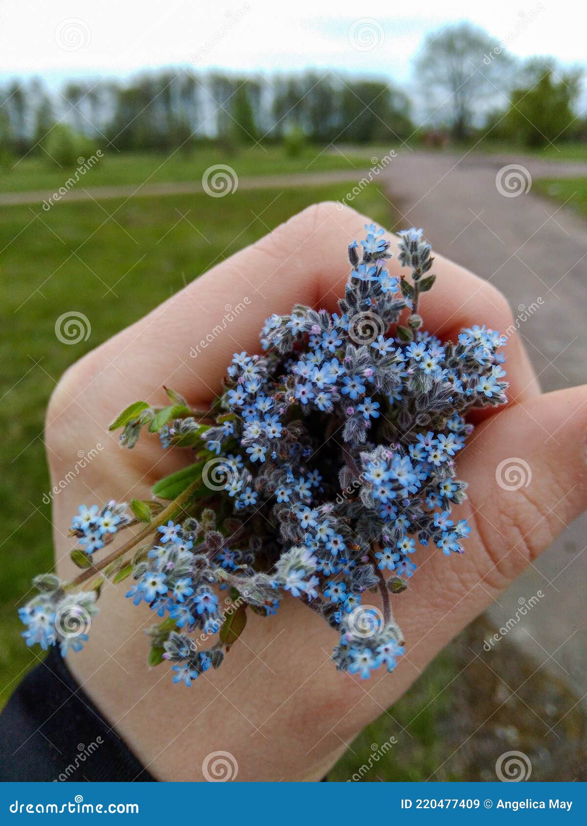 Color of spring flowers stock image. Image of blue, petal - 220477409