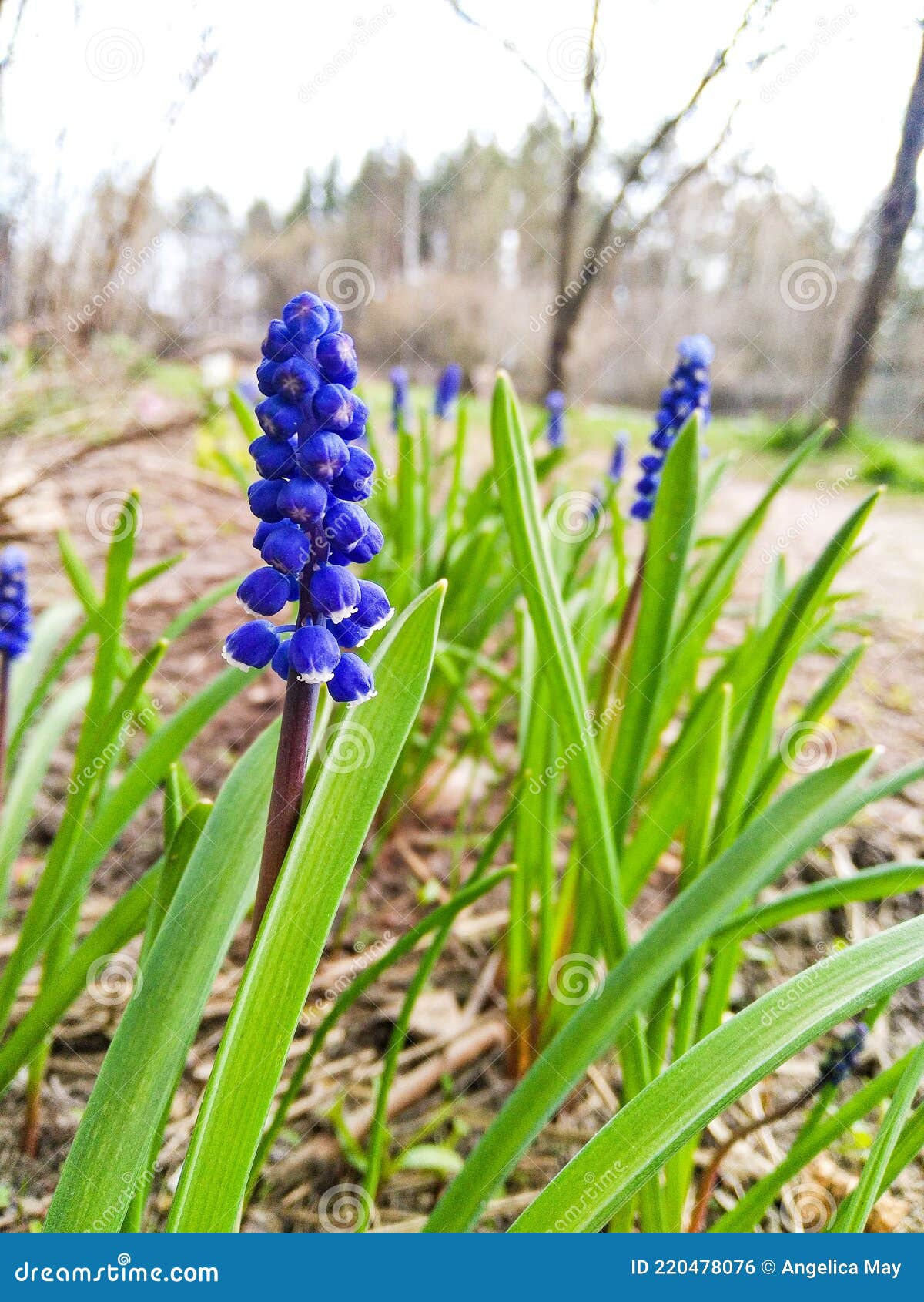Color of spring flowers stock photo. Image of herb, lawn - 220478076