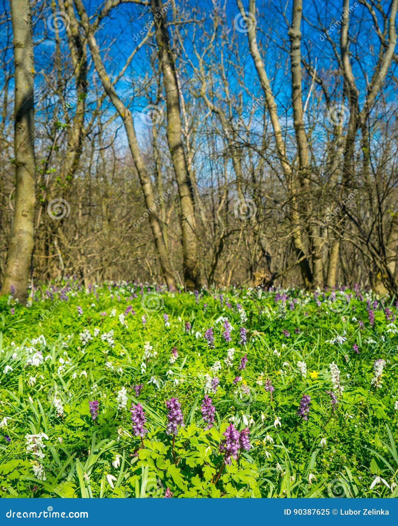 Color Spring Meadow with Snowdrops Stock Image - Image of countryside ...