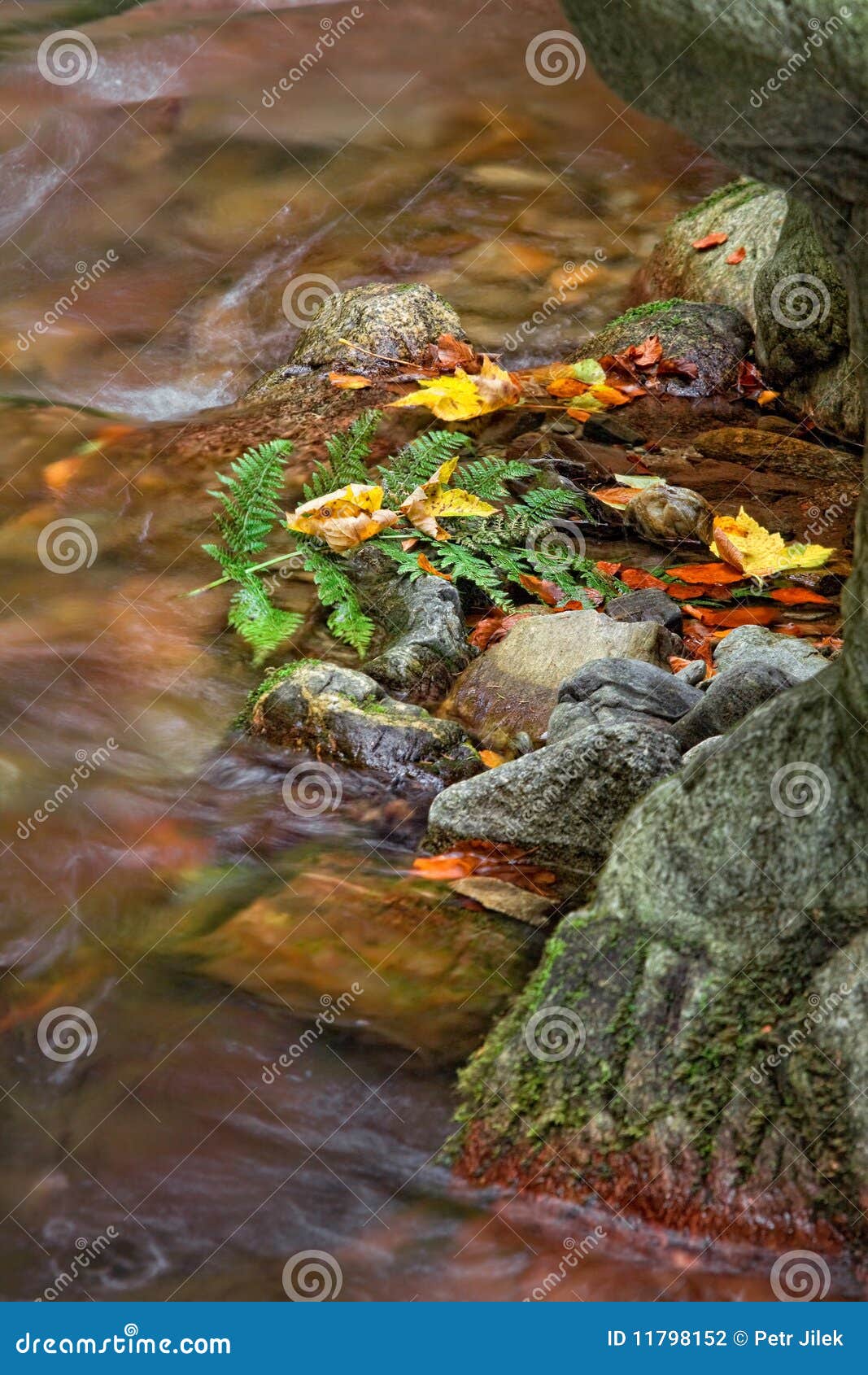 Color of stream in autumn stock photo. Image of leaf - 11798152