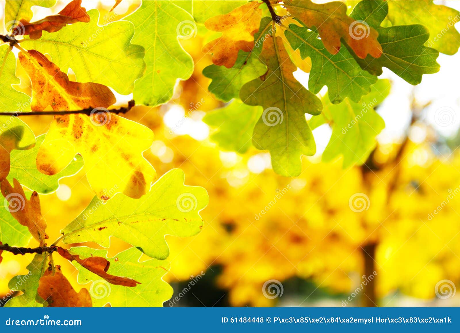 Color Texture Autumn Leaves of Trees Stock Photo - Image of decorative ...