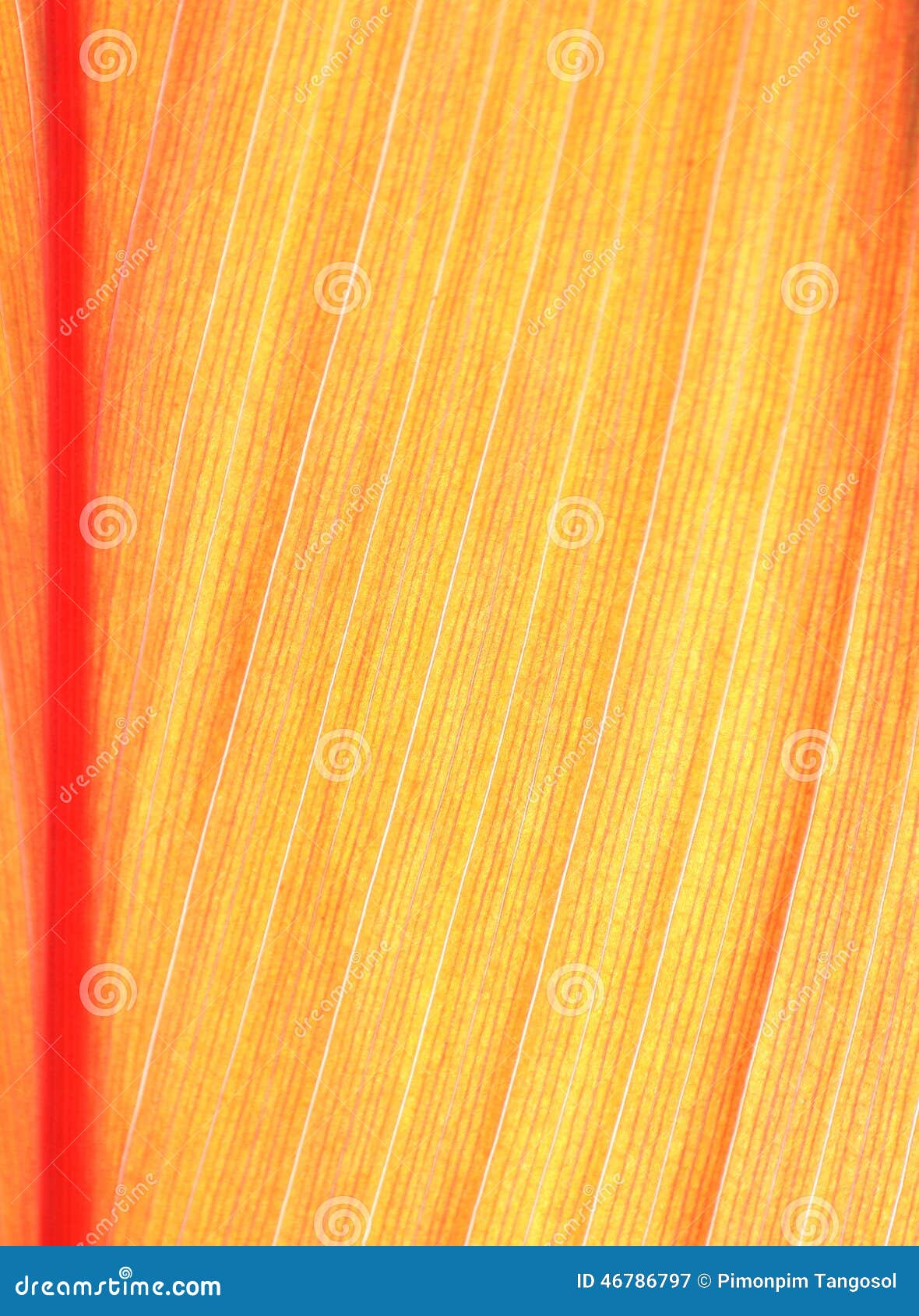 Color texture of tree leaf stock image. Image of leaf - 46786797