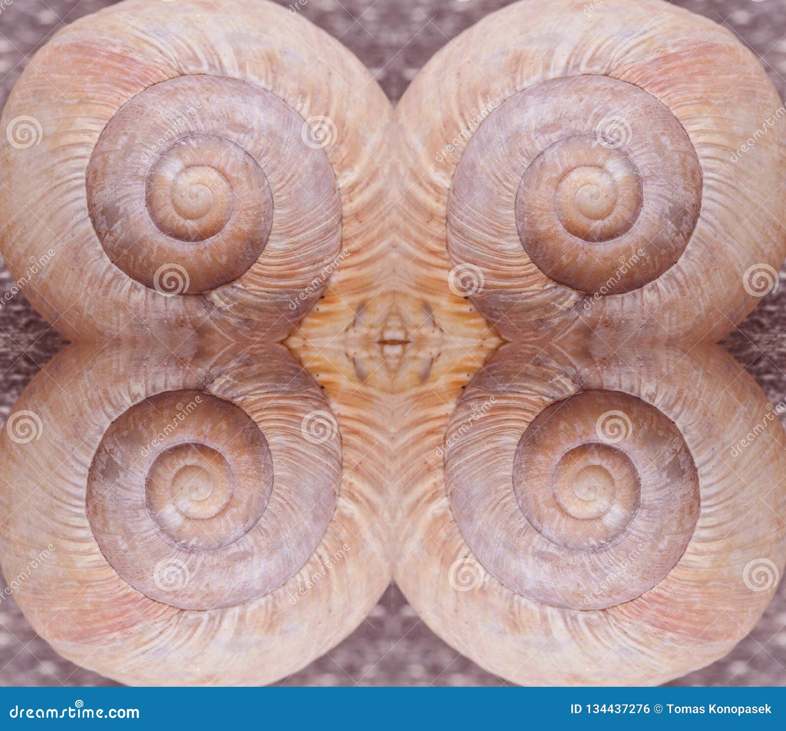 Snail Shells Arranged in a Square. Stock Photo - Image of empty, wild ...