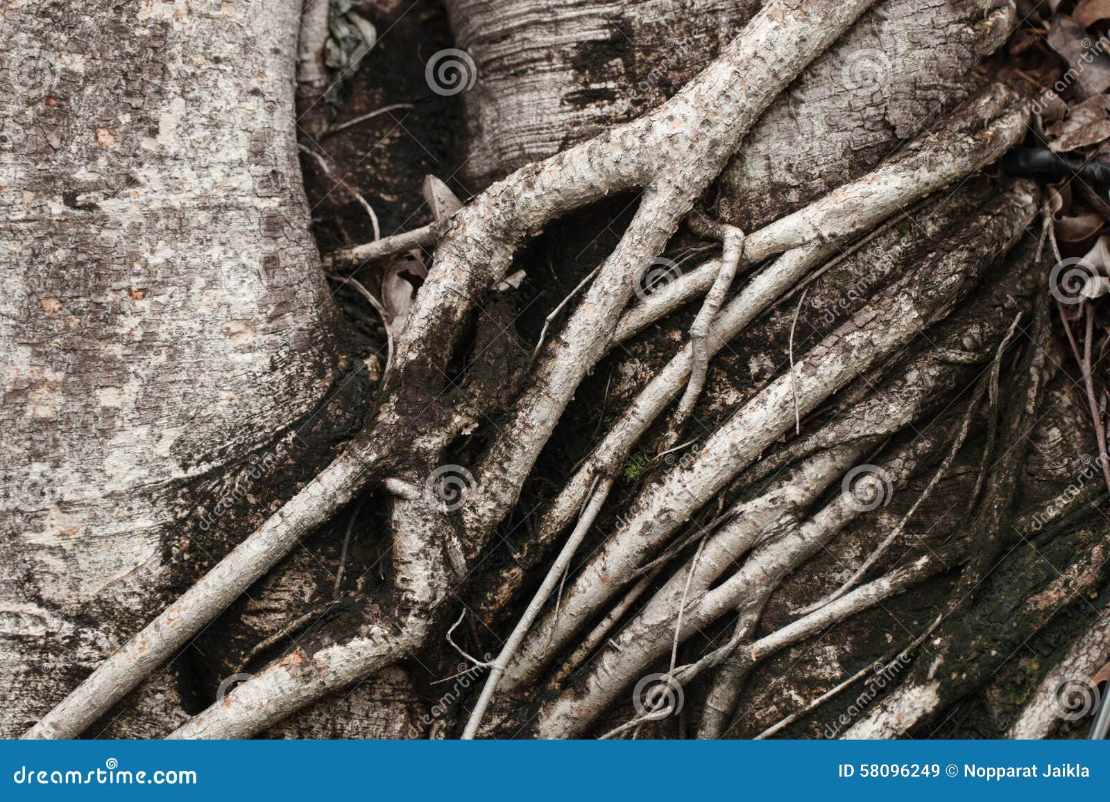 Color Tone of Gray and Dark Root Tree Stock Image - Image of root ...