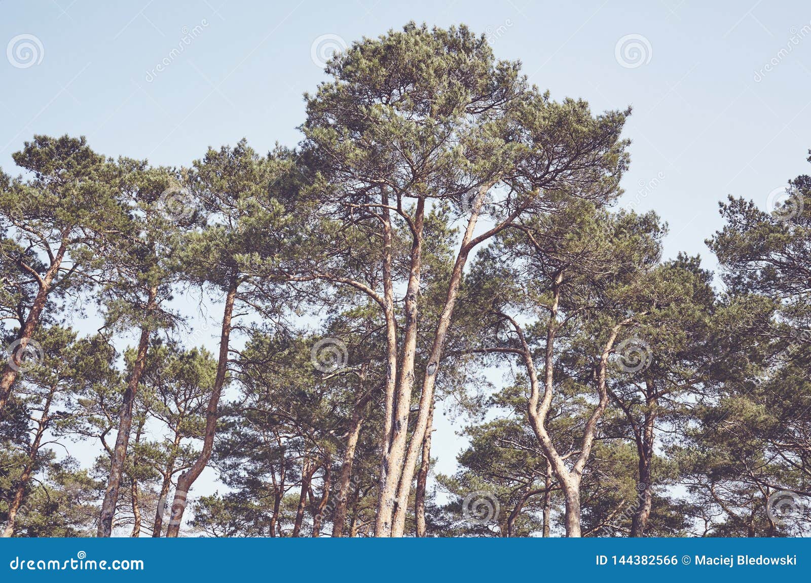 Color Toned Picture of Pine Trees Forest Stock Photo - Image of vintage ...
