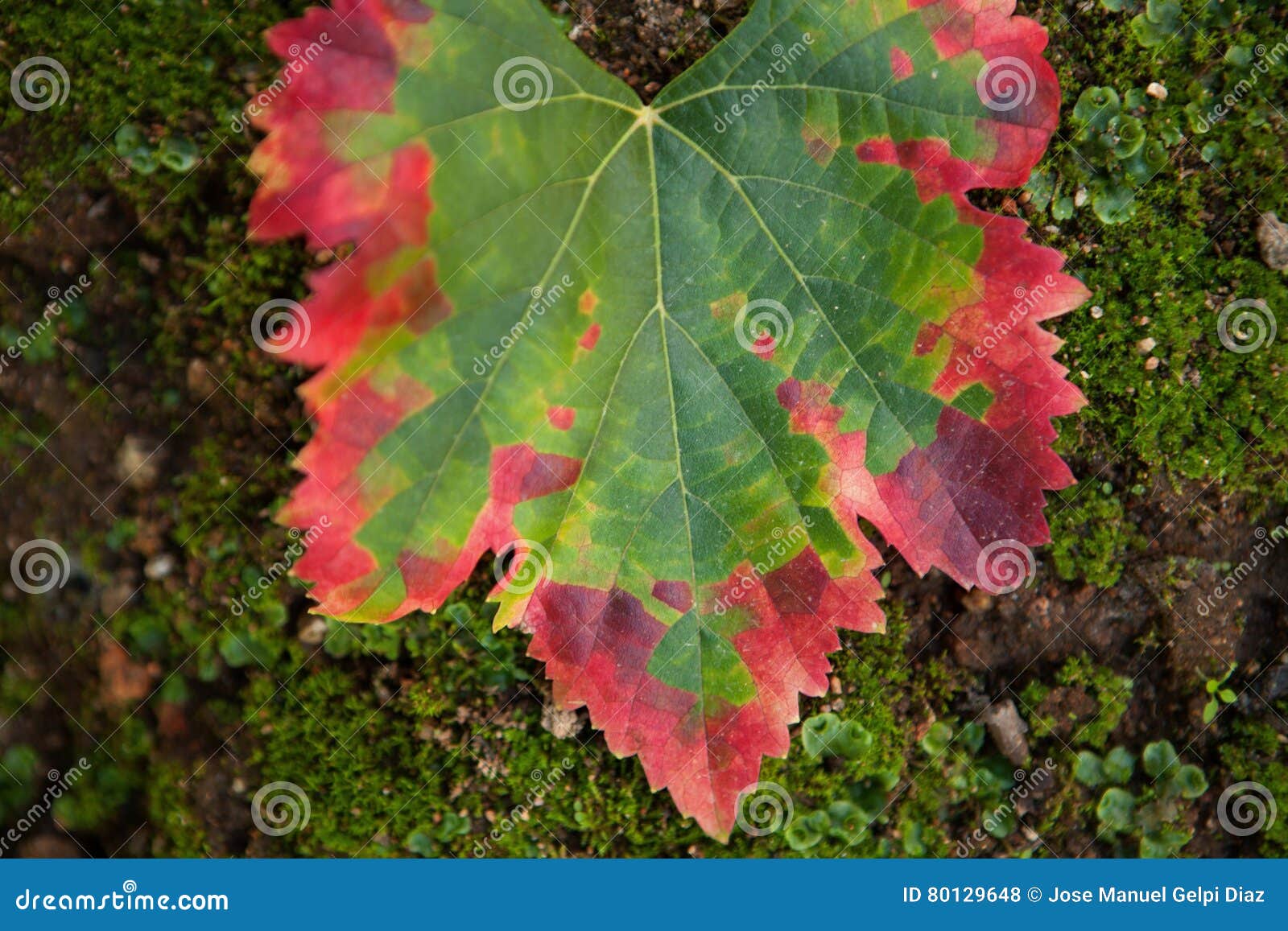 Color Transformation of a Leaf, Green To Red Stock Photo - Image of ...