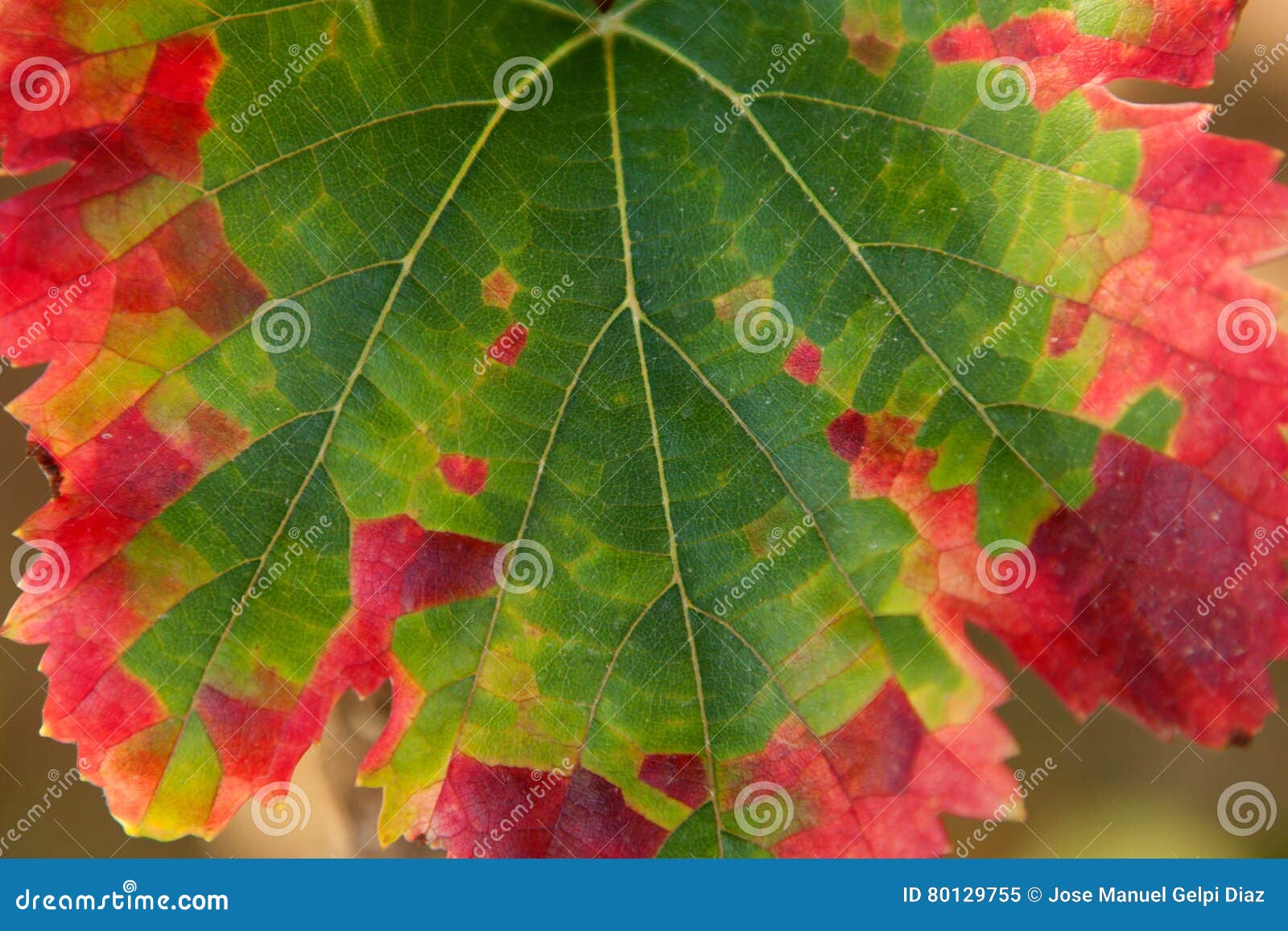 Color Transformation of a Leaf, Green To Red Stock Image - Image of ...