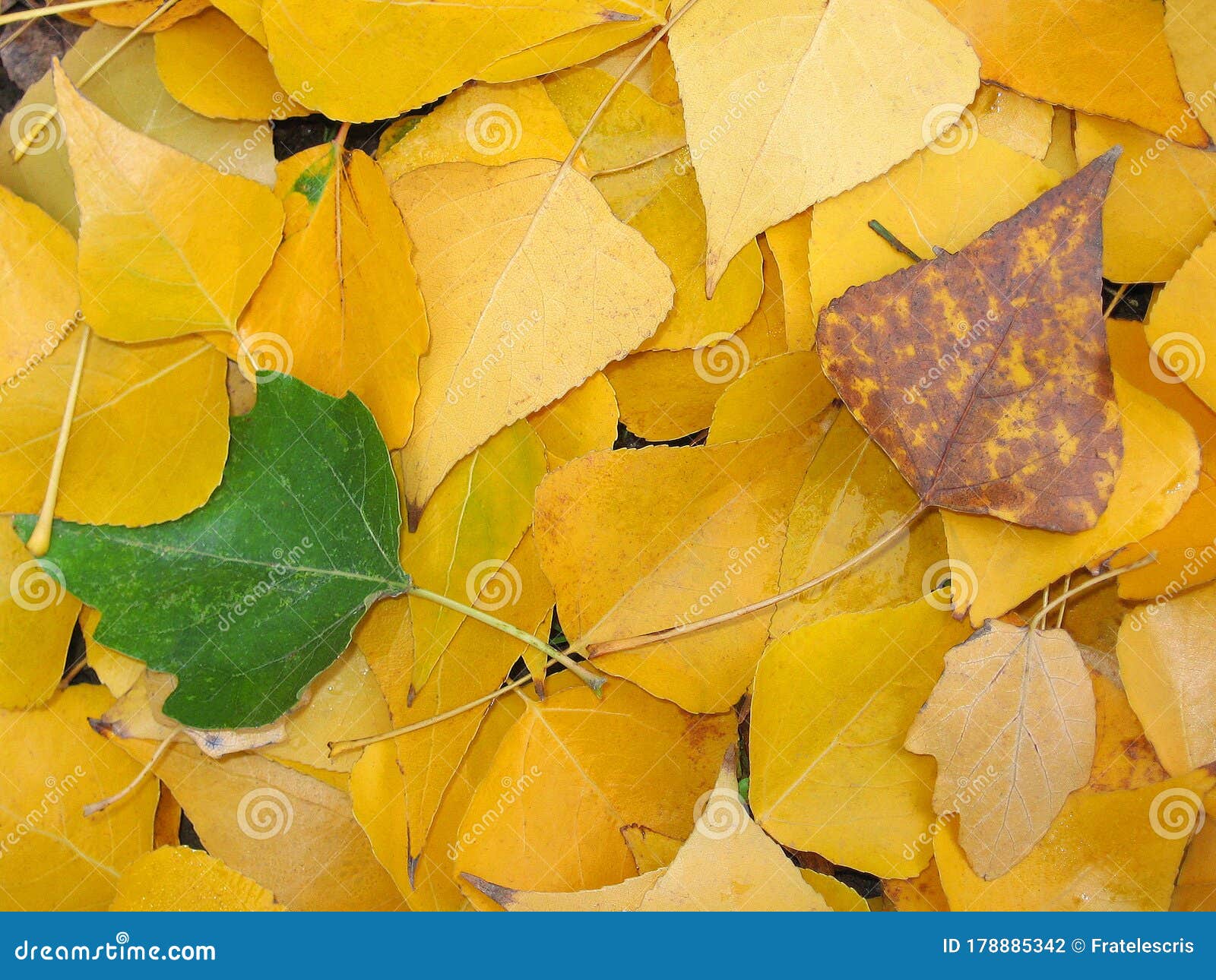 The Color Transition on Leafs in the Fall Season - Autumn Leafs Stock ...