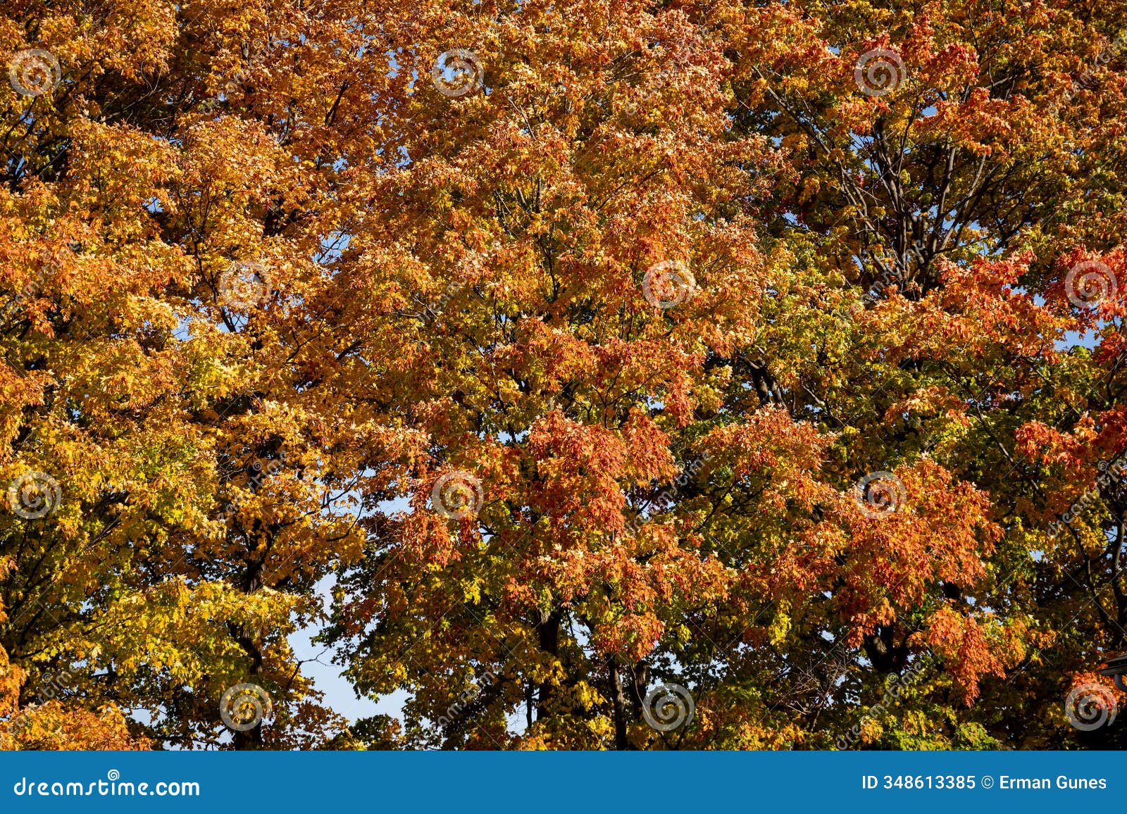 The Color of Tree Leaves in Autumn Stock Image - Image of outside ...